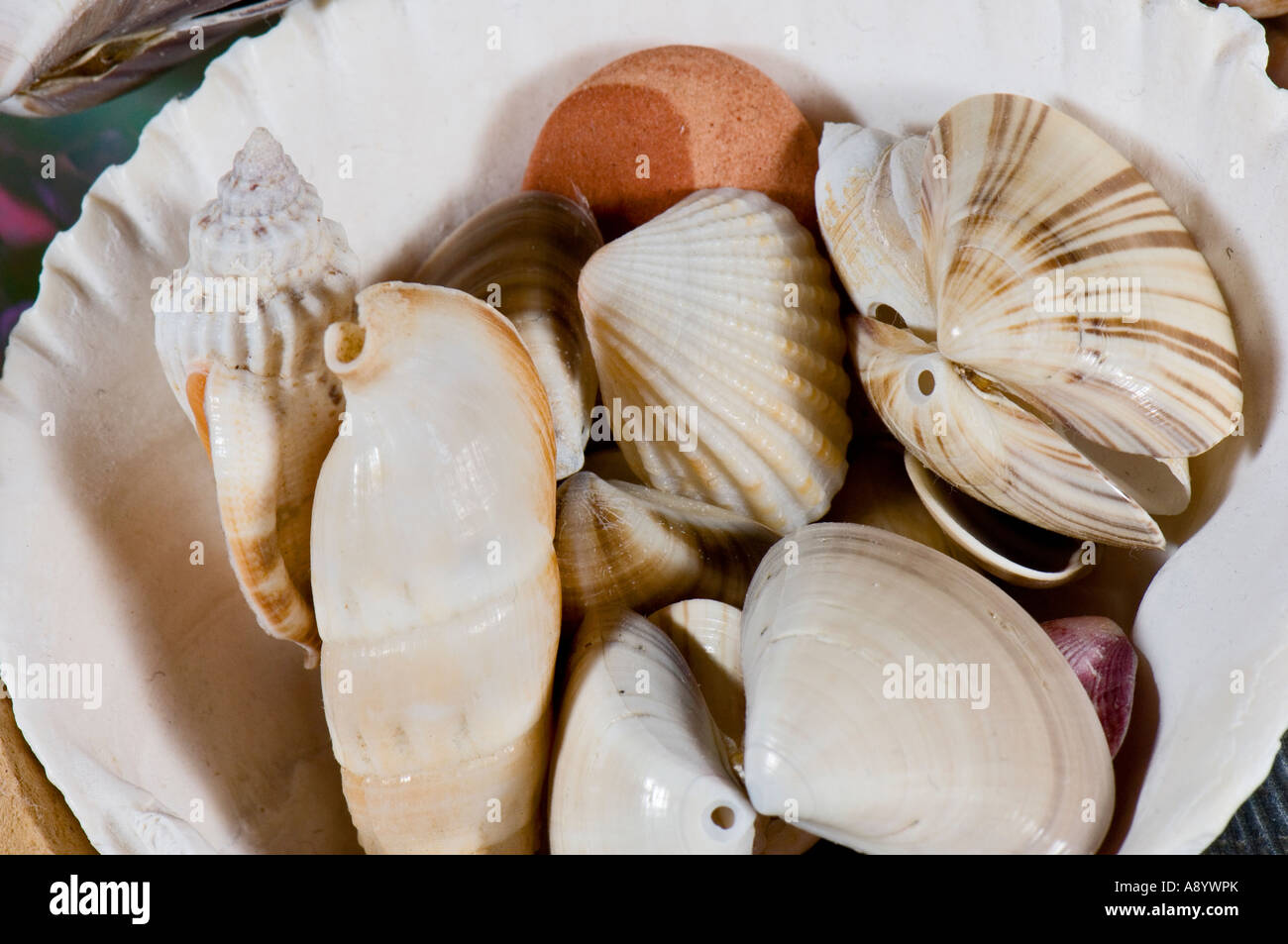 Collection of mussles hi-res stock photography and images - Alamy