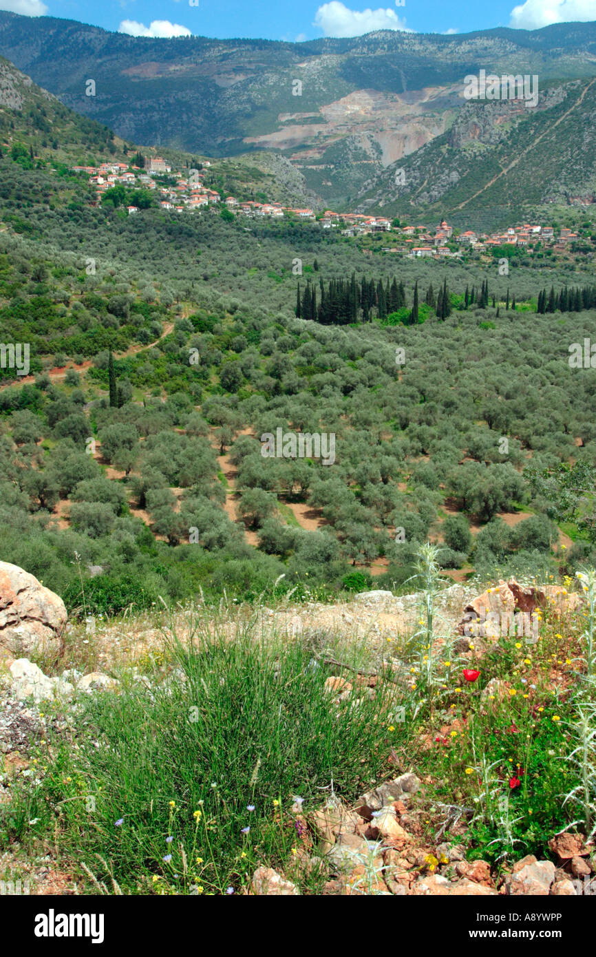 Amfissa olive tree hi-res stock photography and images - Alamy