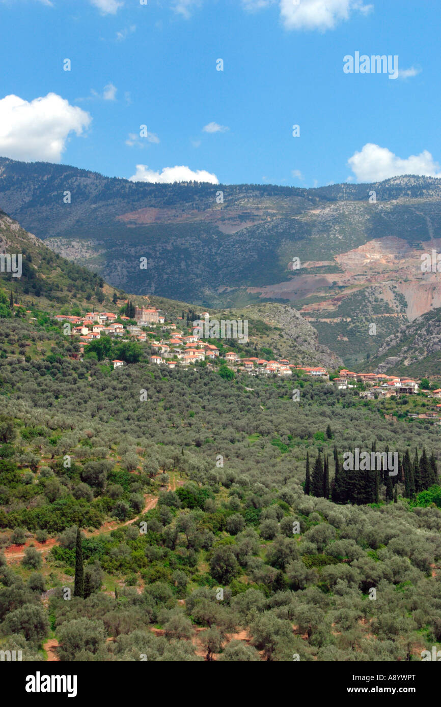 Amfissa olive tree hi-res stock photography and images - Alamy