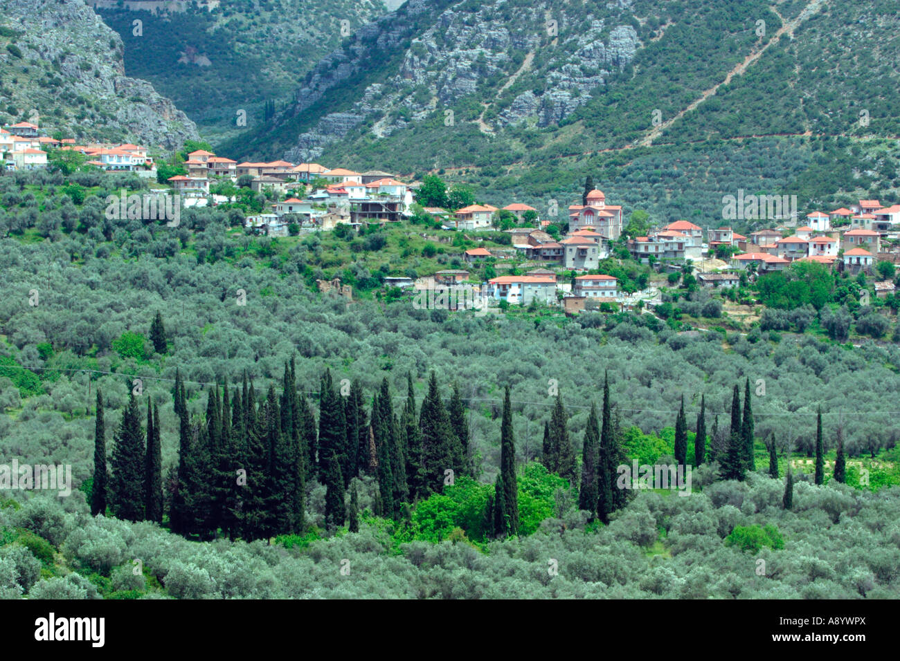 Amfissa olive tree hi-res stock photography and images - Alamy