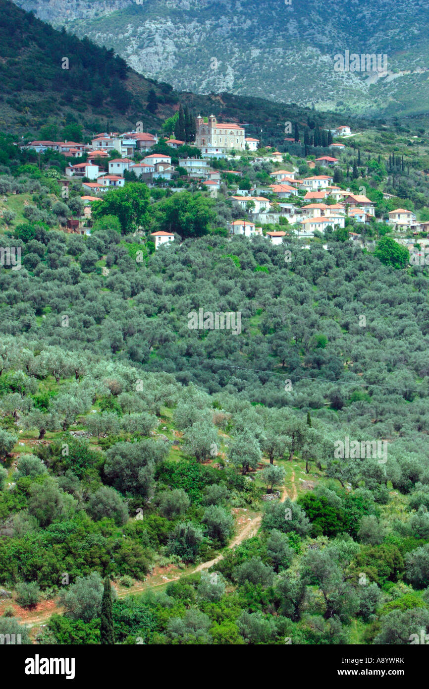 Amfissa olive tree hi-res stock photography and images - Alamy
