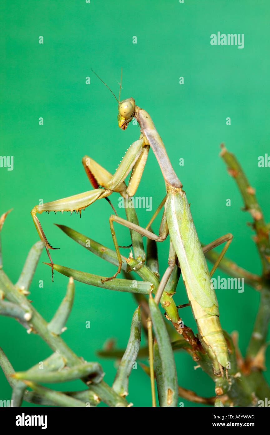 Praying Mantis (Mantis religiosa Stock Photo - Alamy