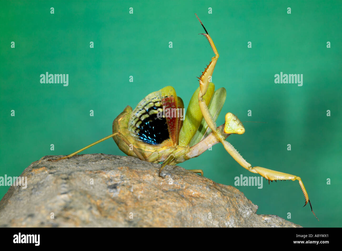 Praying Mantis (Mantis religiosa Stock Photo - Alamy