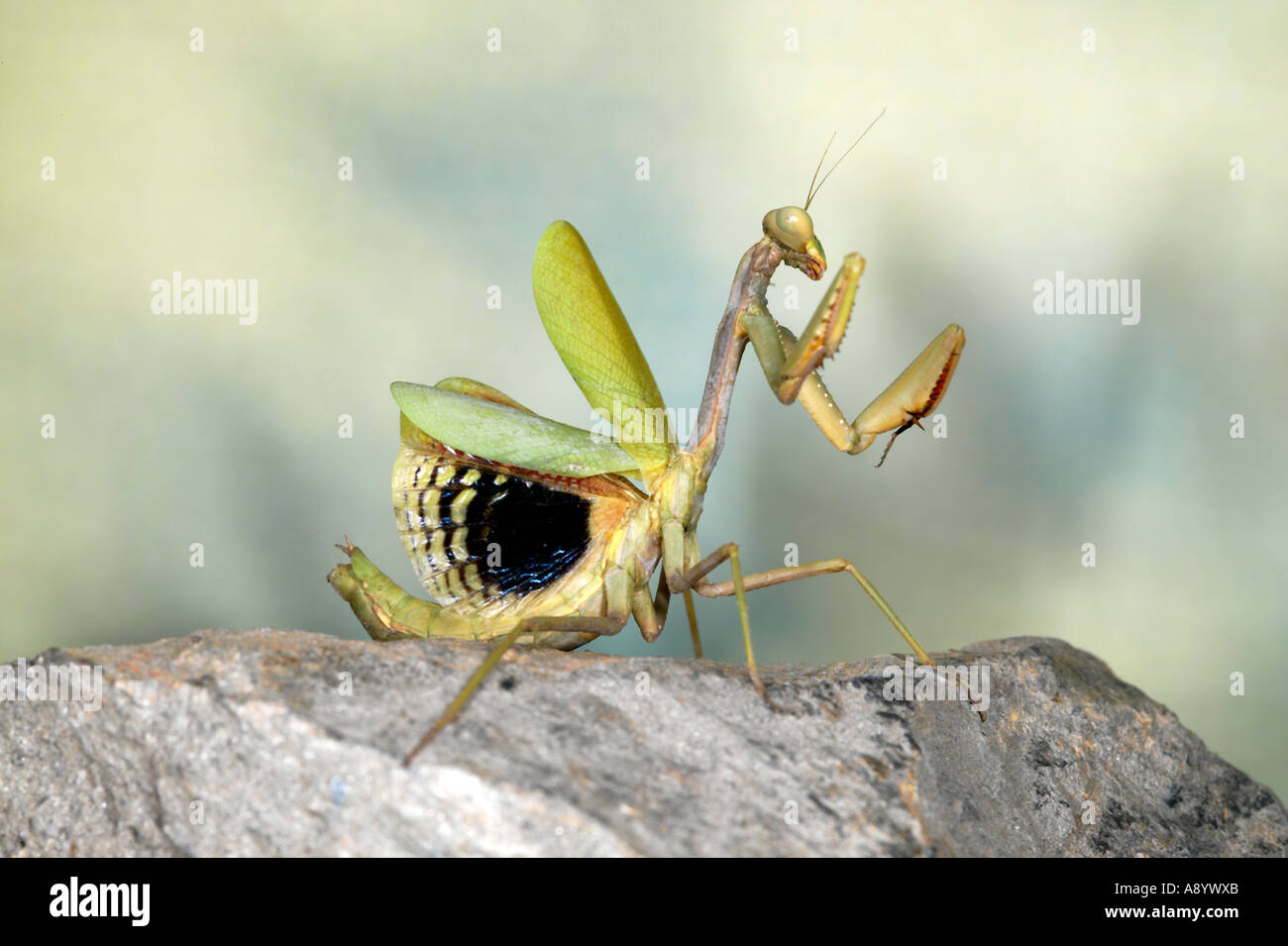 Praying Mantis (Mantis religiosa Stock Photo - Alamy