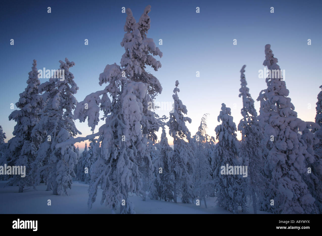 Snow covered pine trees in Lapland's Arctic nature Stock Photo - Alamy