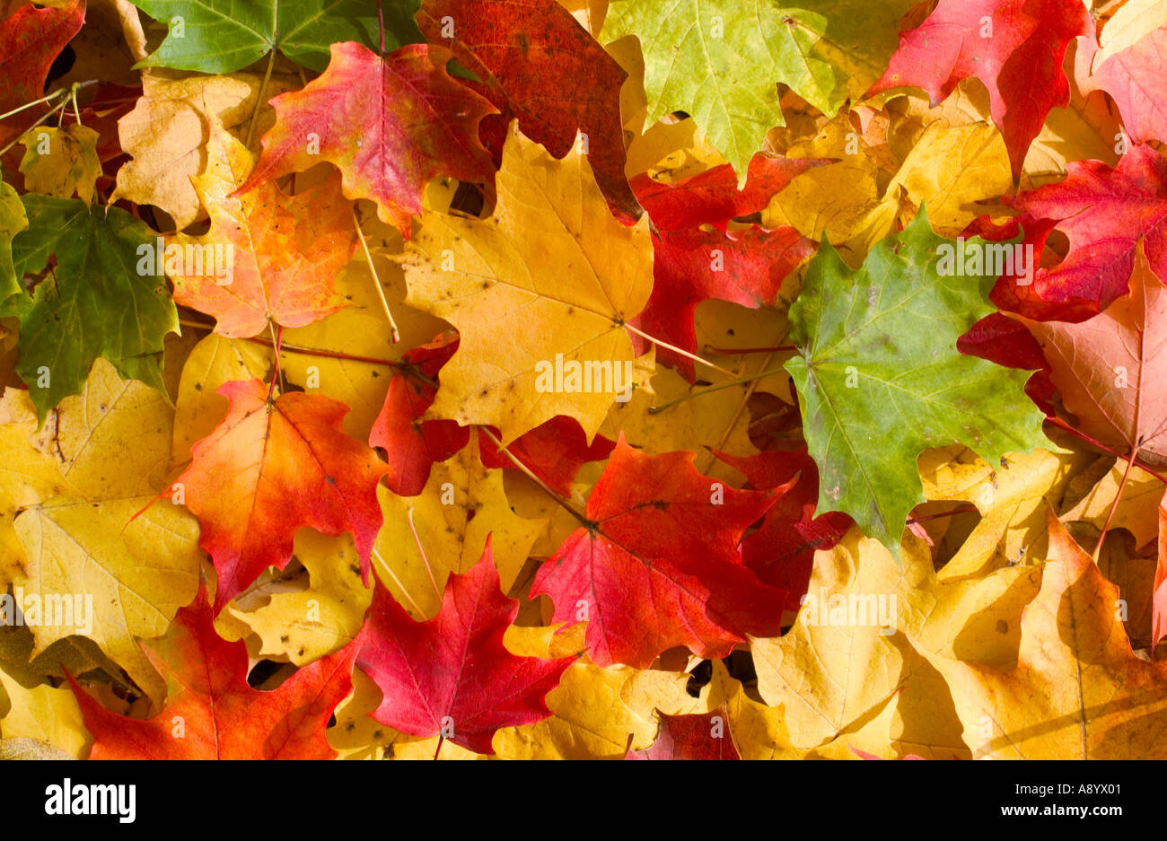 Atumn colors hi-res stock photography and images - Alamy