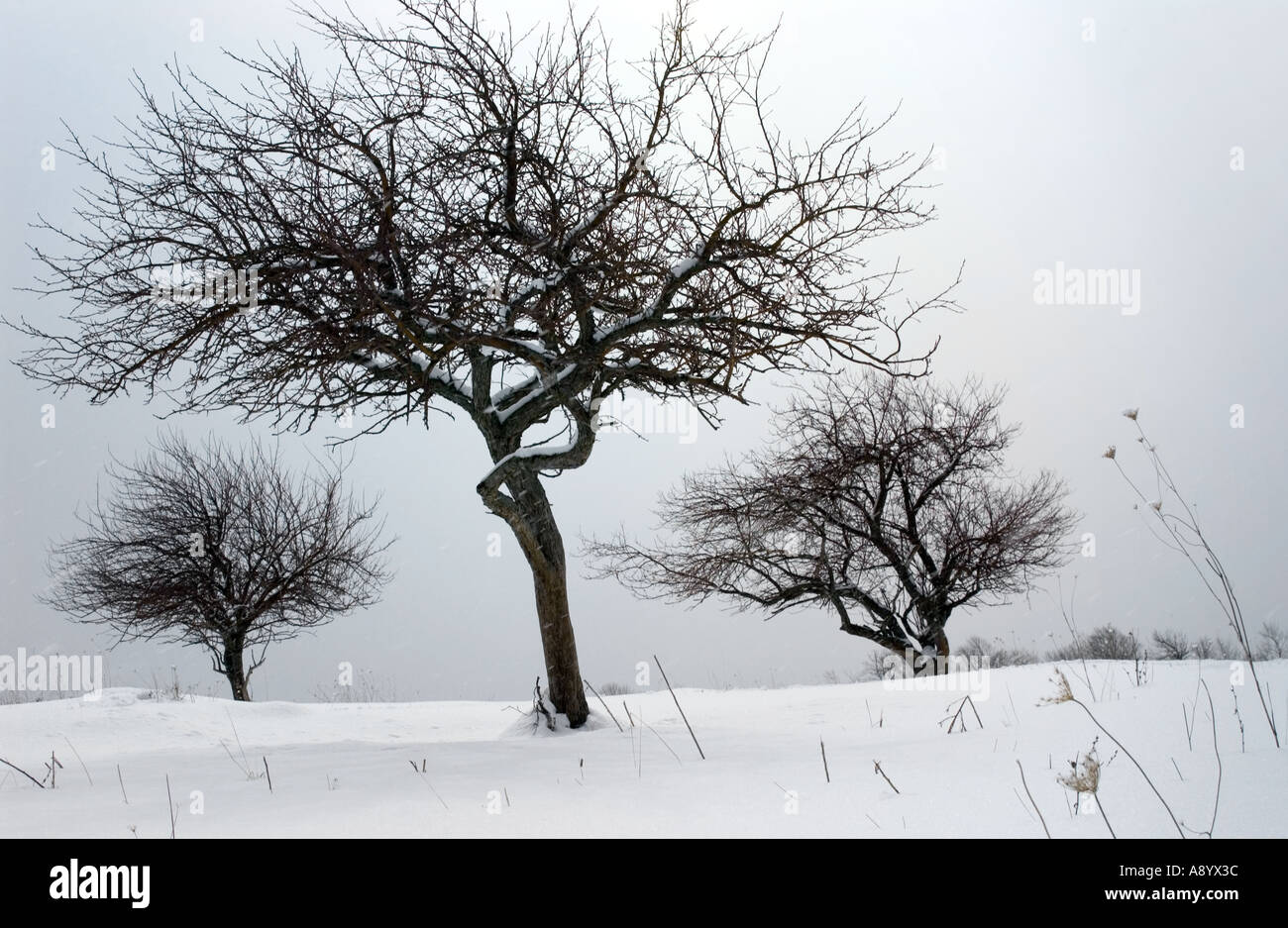 Winter scene with trees Stock Photo - Alamy