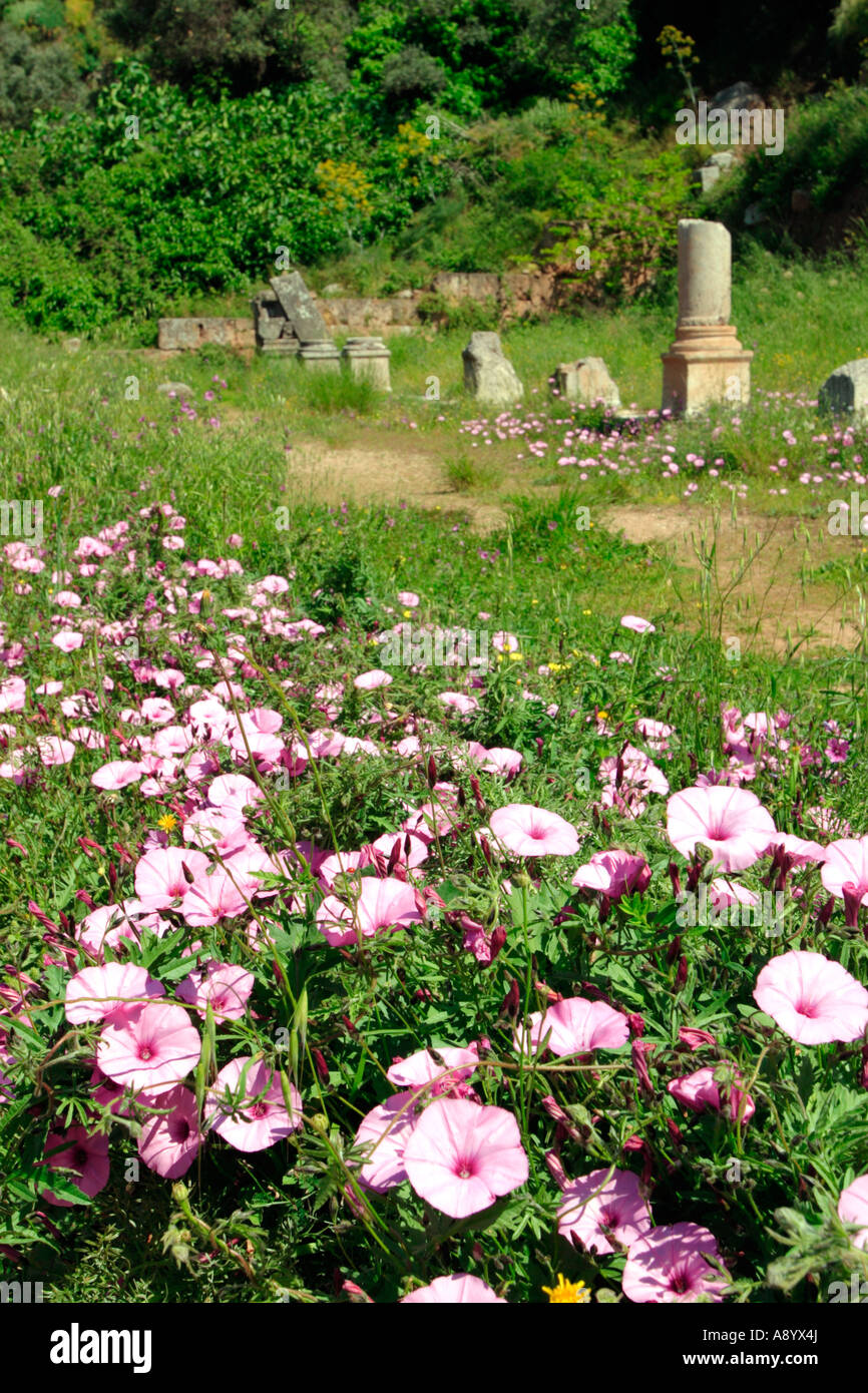 Gymnasium at the Sanctuary of Athena Delphi Greece Stock Photo - Alamy