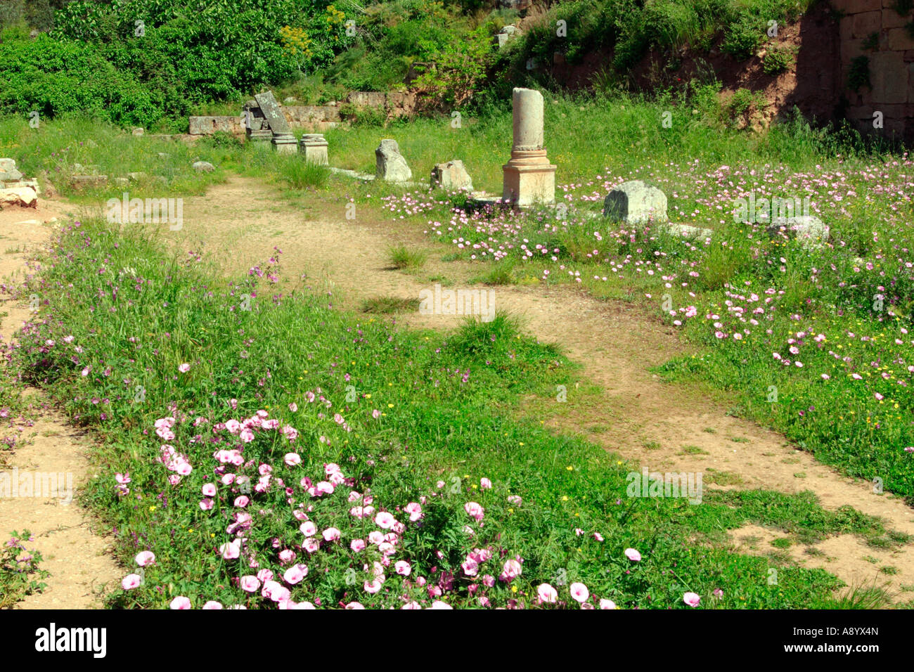 Gymnasium at the Sanctuary of Athena Delphi Greece Stock Photo - Alamy