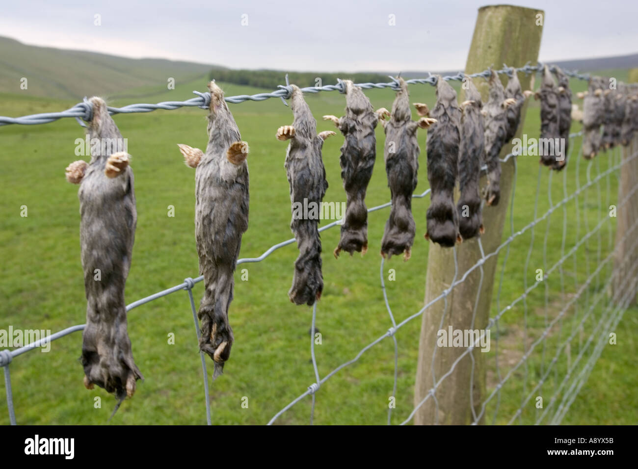 Dead fence hi-res stock photography and images - Alamy