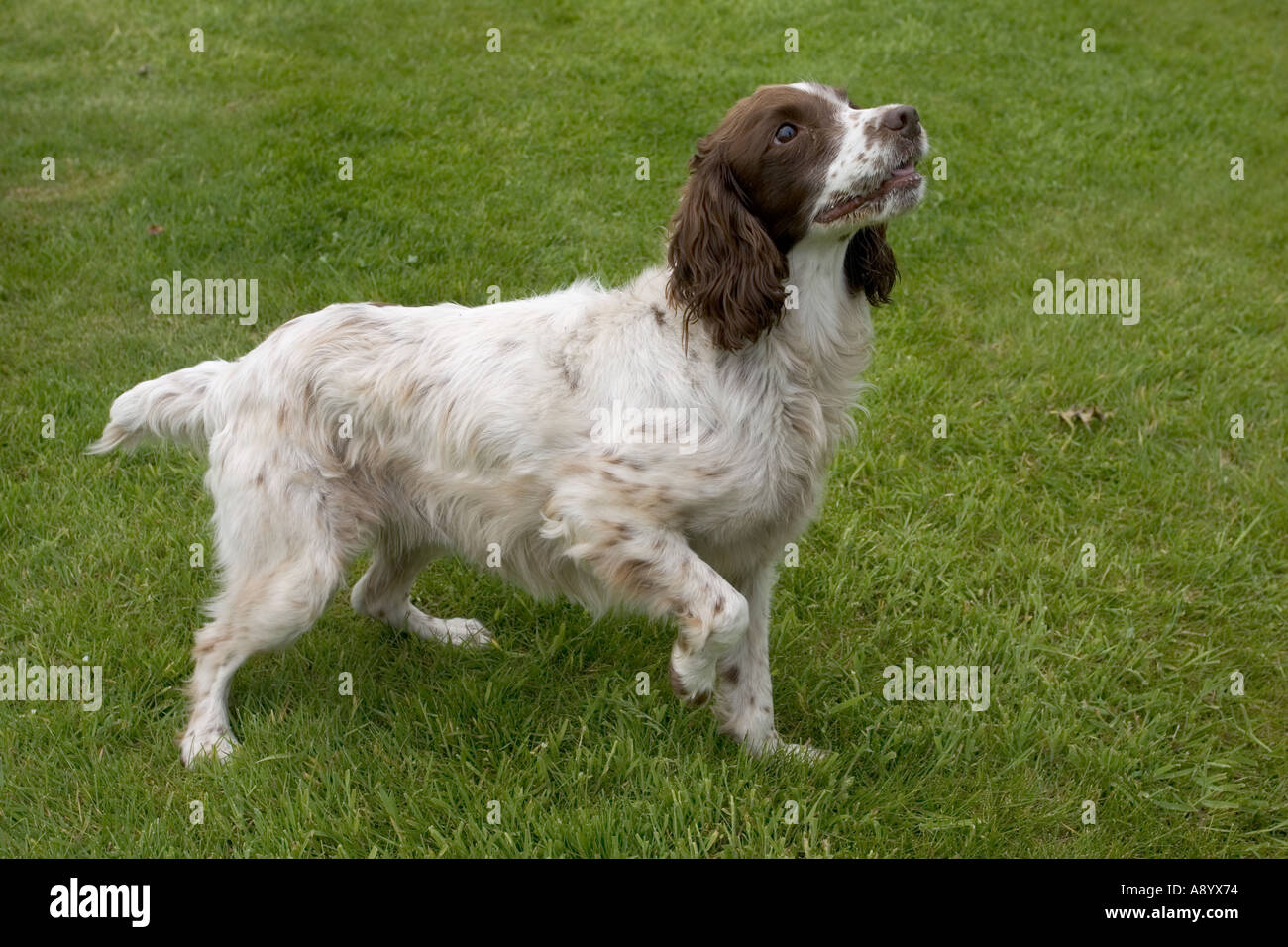 Springer spaniel dog hi-res stock photography and images - Alamy