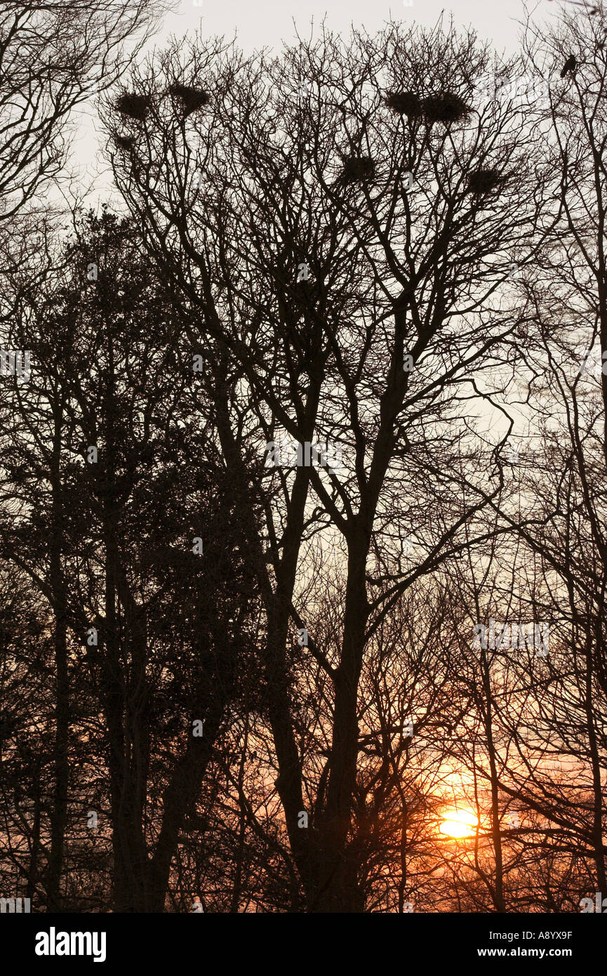 sunset through trees silhouette with rook nests forming a rookery Stock ...