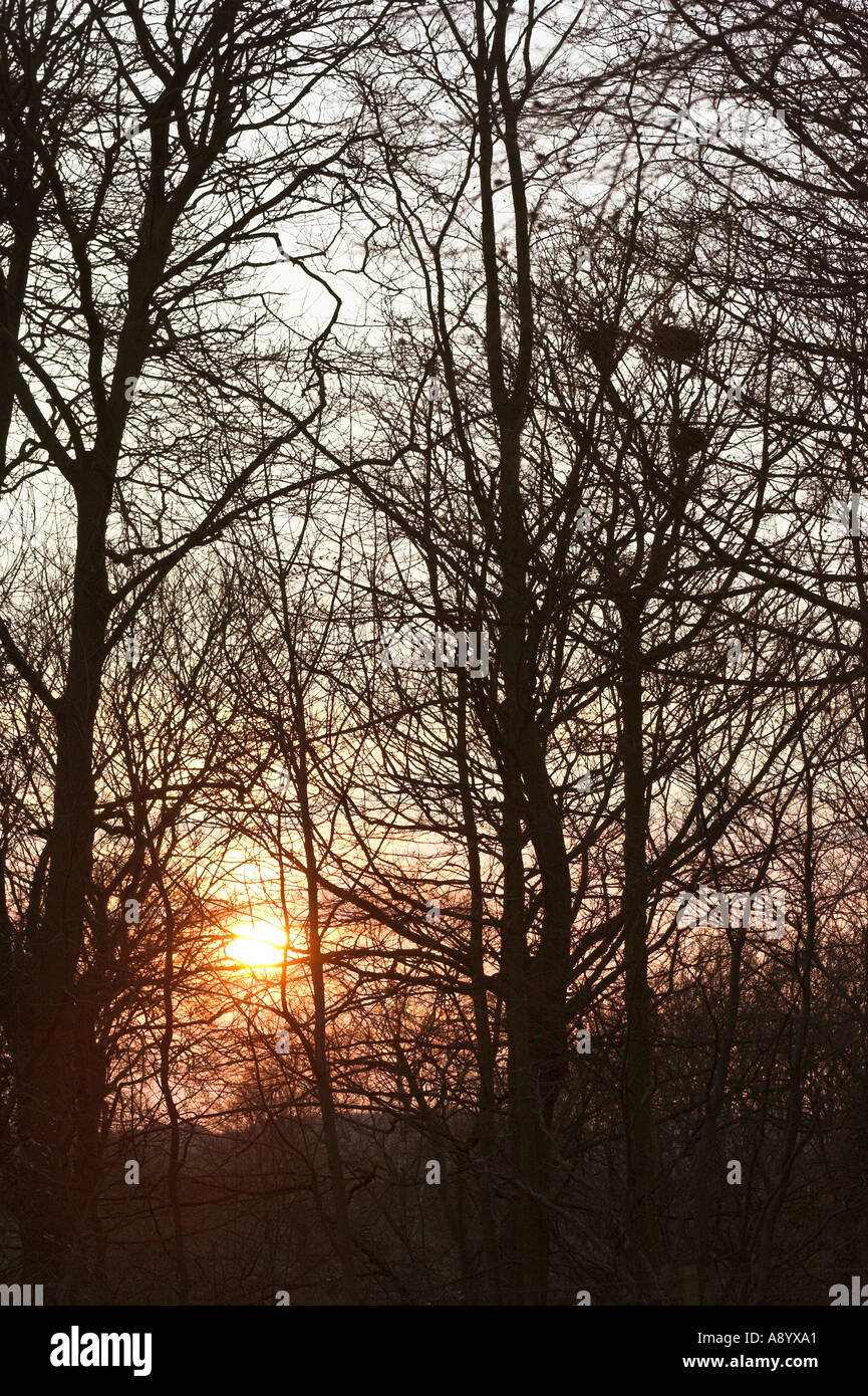 sunset through trees silhouette with rook nests forming a rookery Stock ...