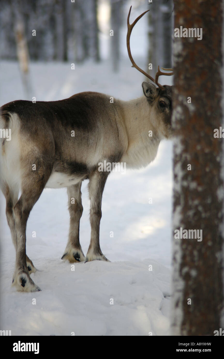 Reindeer looking on from behind pine tree Stock Photo - Alamy