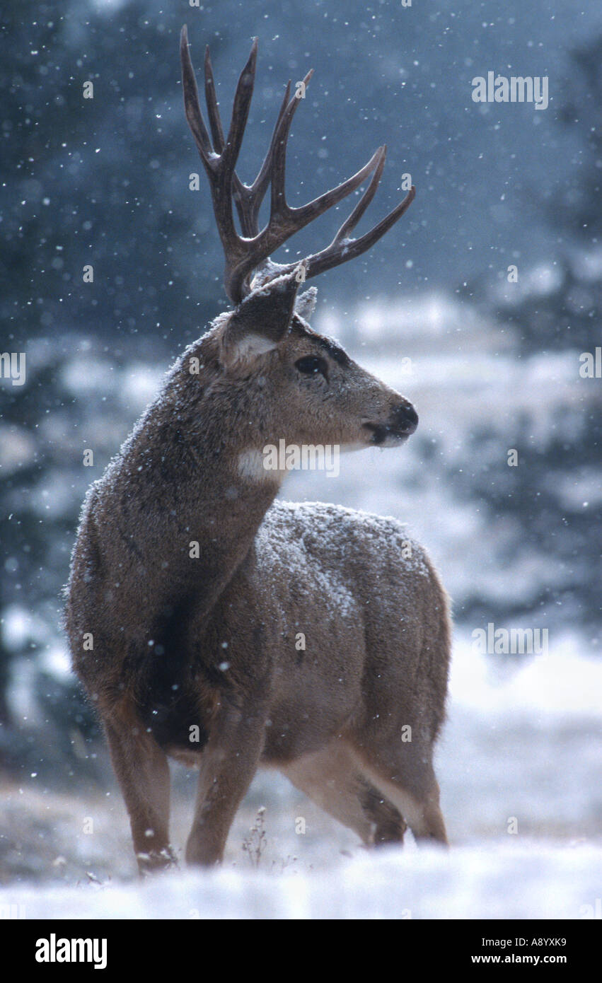 Mule deer bucks rocky mountain hi-res stock photography and images - Alamy