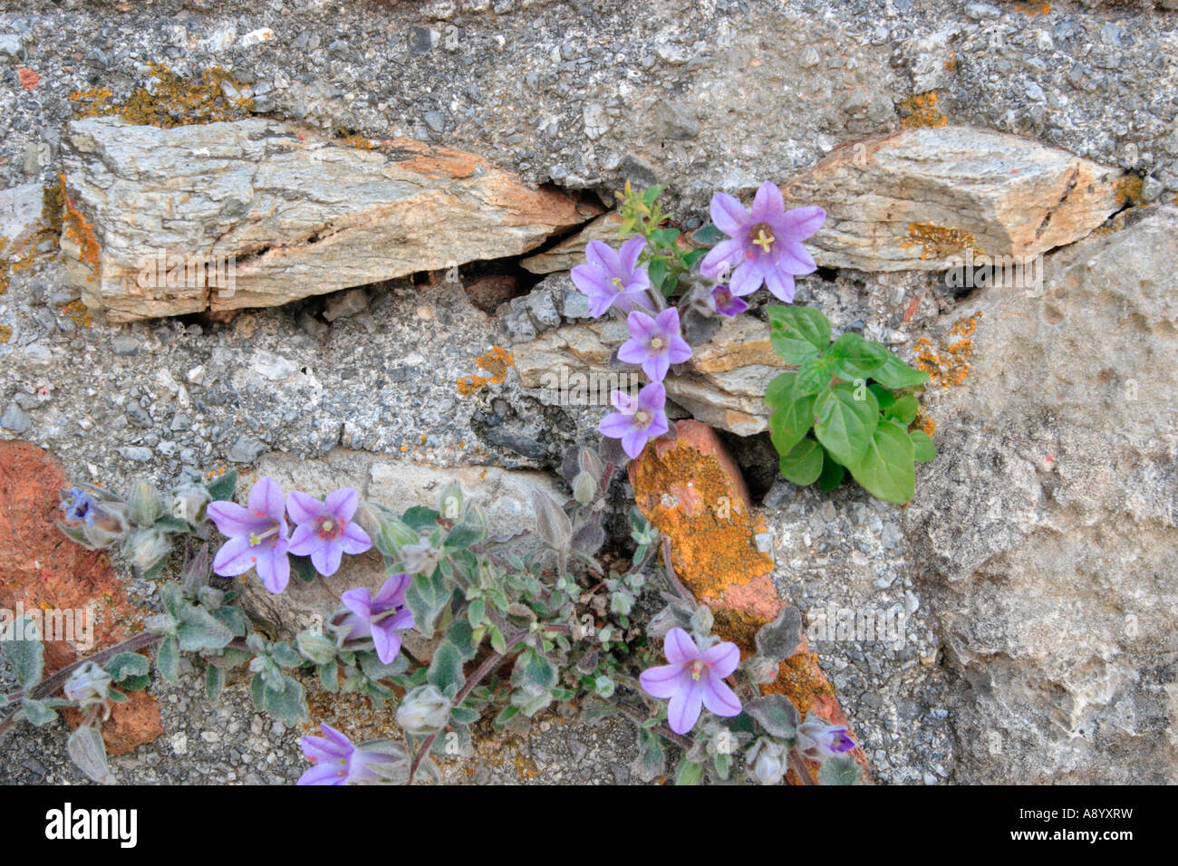 Blue wildflowers on the wall of ruins in Mystras Greece Stock Photo - Alamy