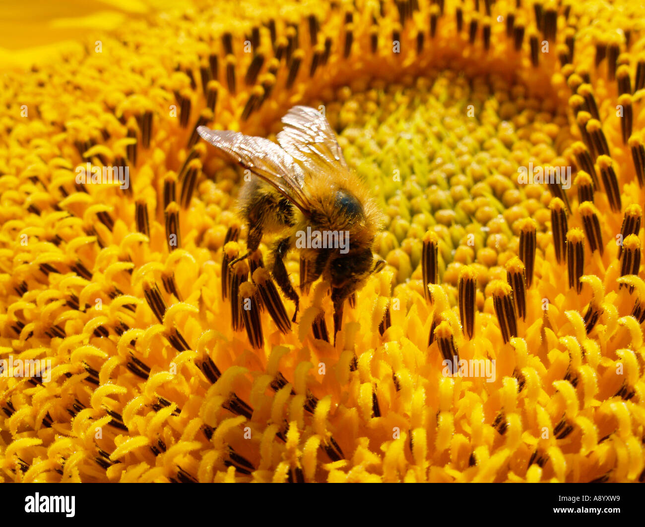 Bee societies hi-res stock photography and images - Alamy