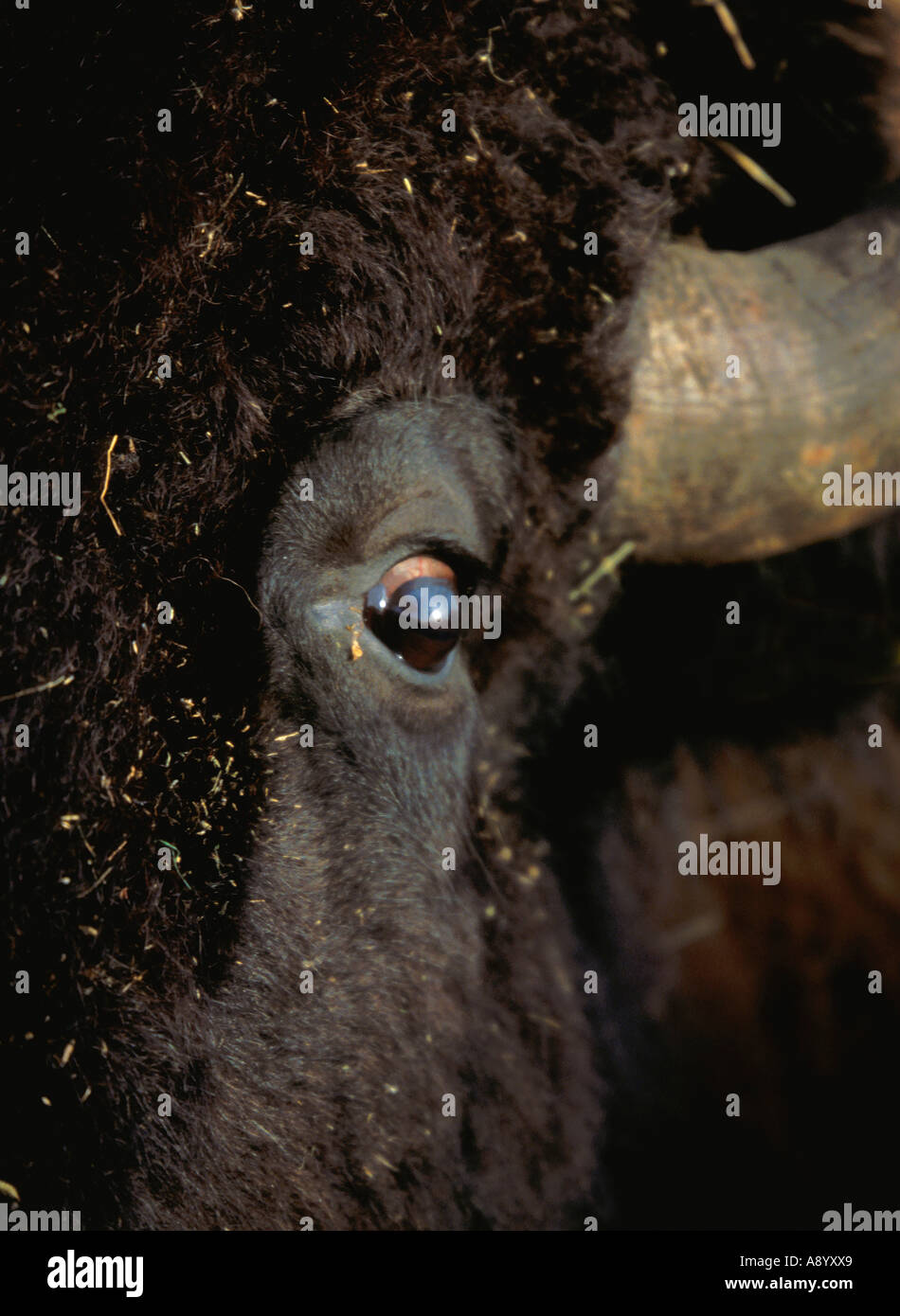 Close up bison eye hi-res stock photography and images - Alamy