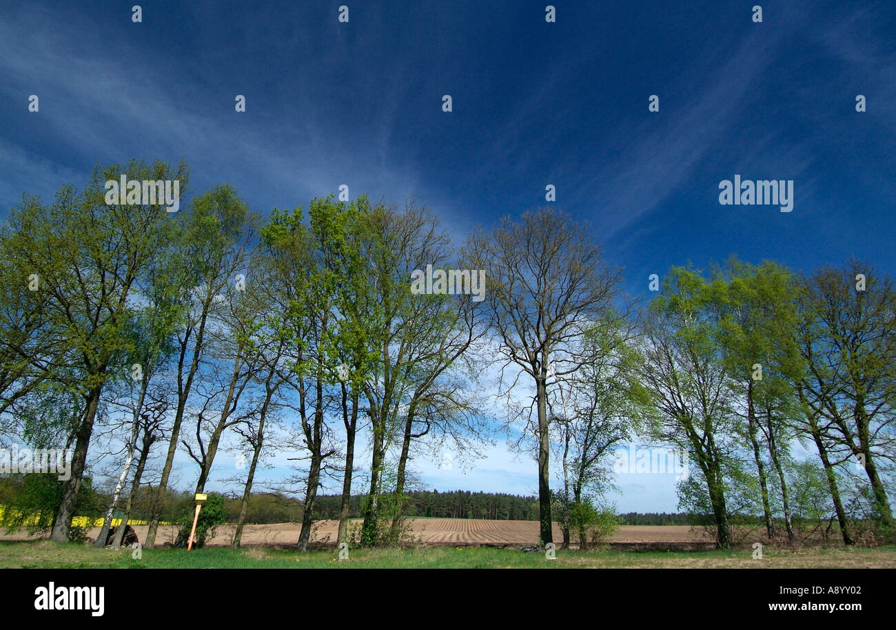 tree lines up Stock Photo - Alamy