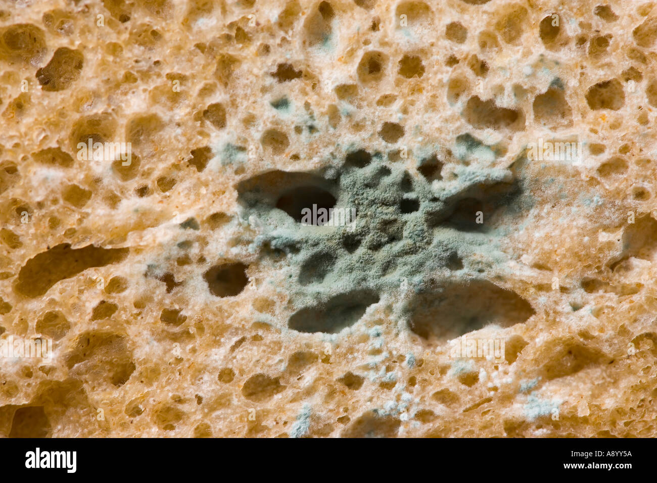 Mildews hi-res stock photography and images - Alamy