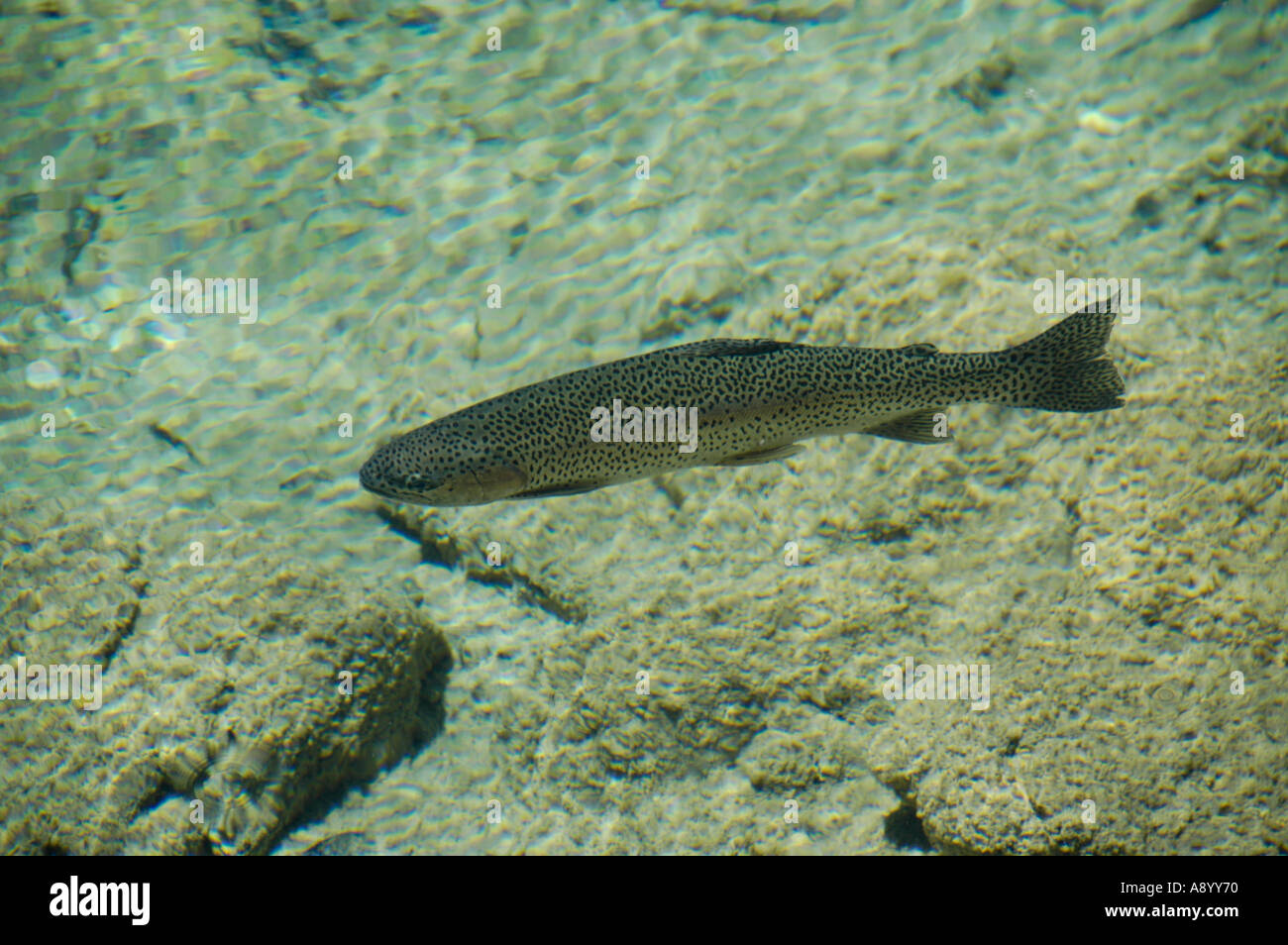 Fish trout is swimming in crysal clear water of a lake Badersee Grainau ...