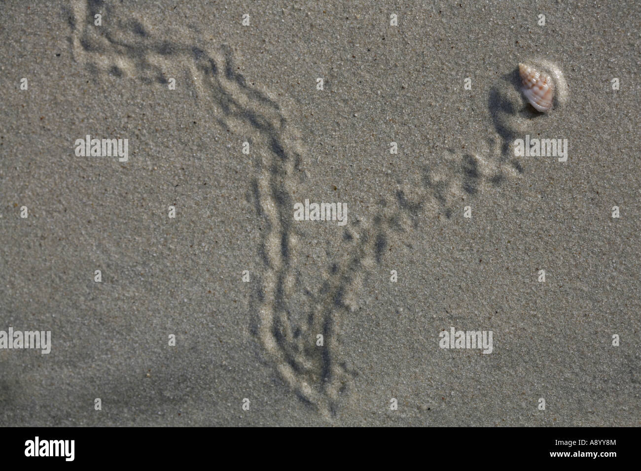 Tracks on wet beach sand made by a sea shell mollusc Stock Photo - Alamy