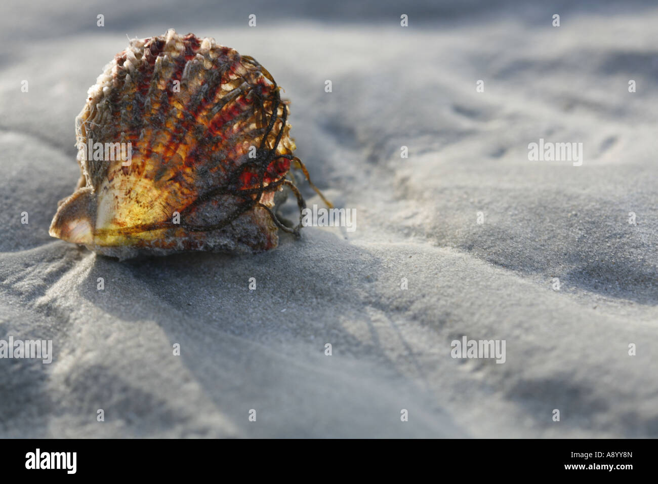 Sea shell on wet beach sand Stock Photo - Alamy