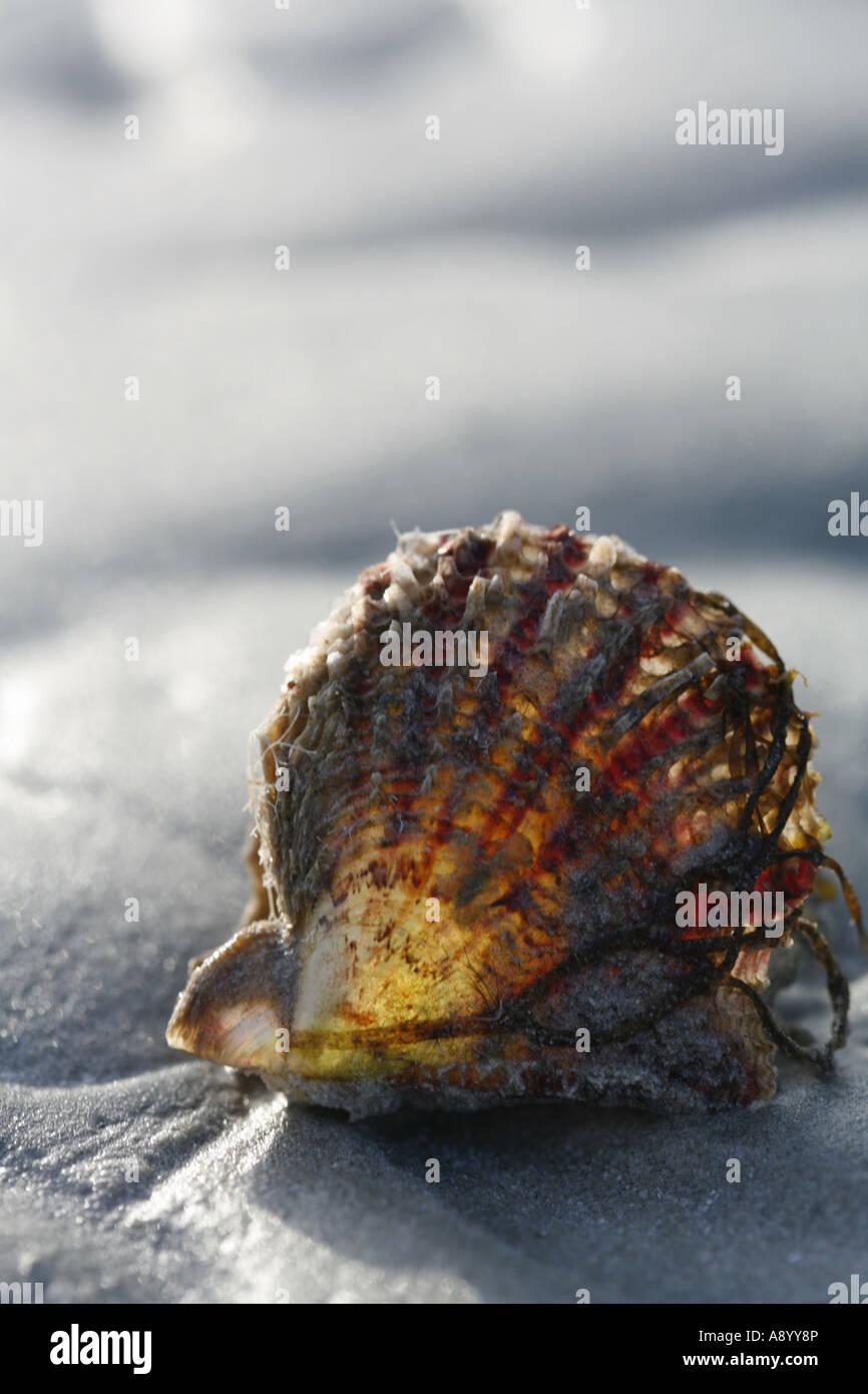 Sea shell on wet beach sand Stock Photo - Alamy