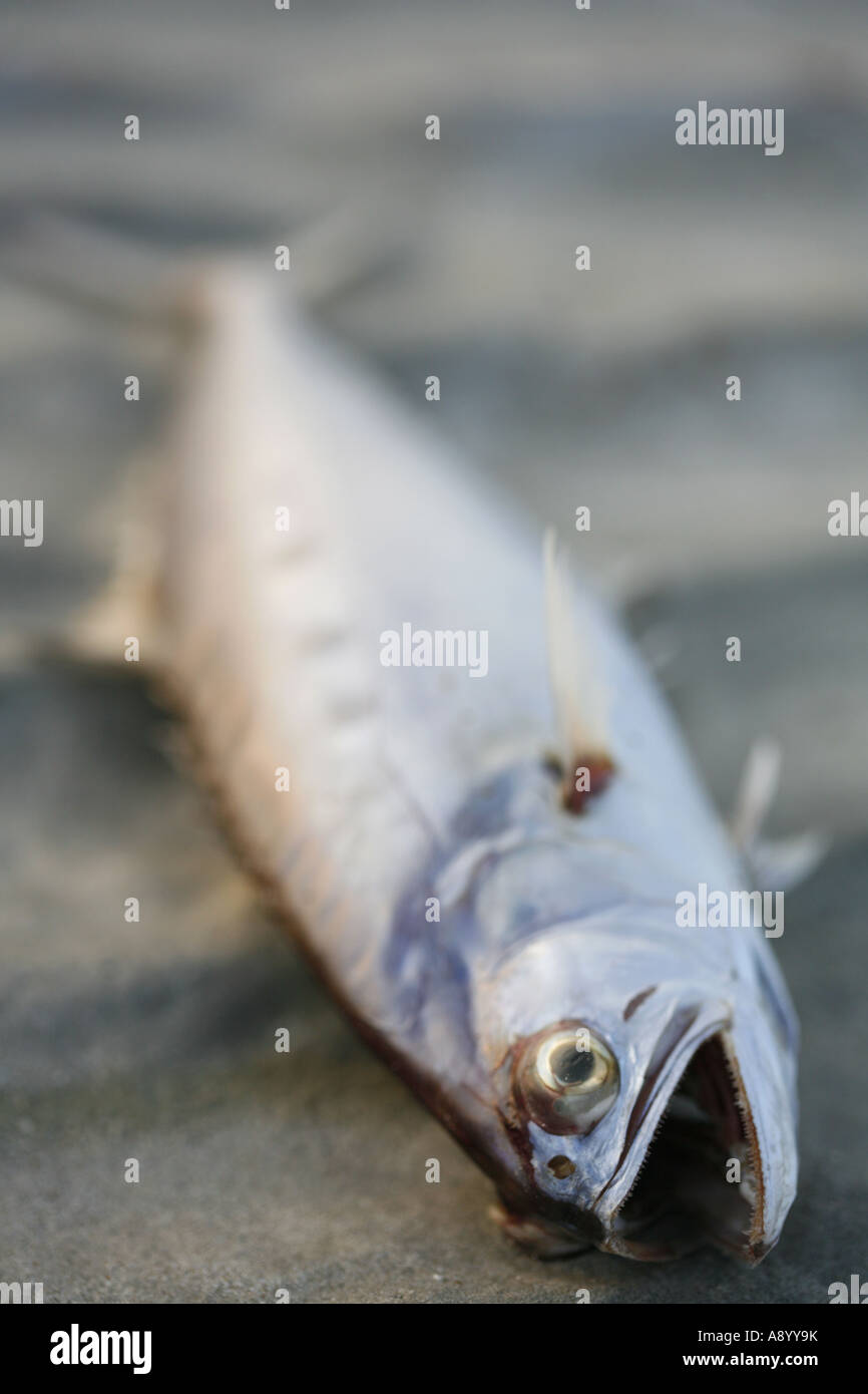 Fish washed onto beach Stock Photo - Alamy