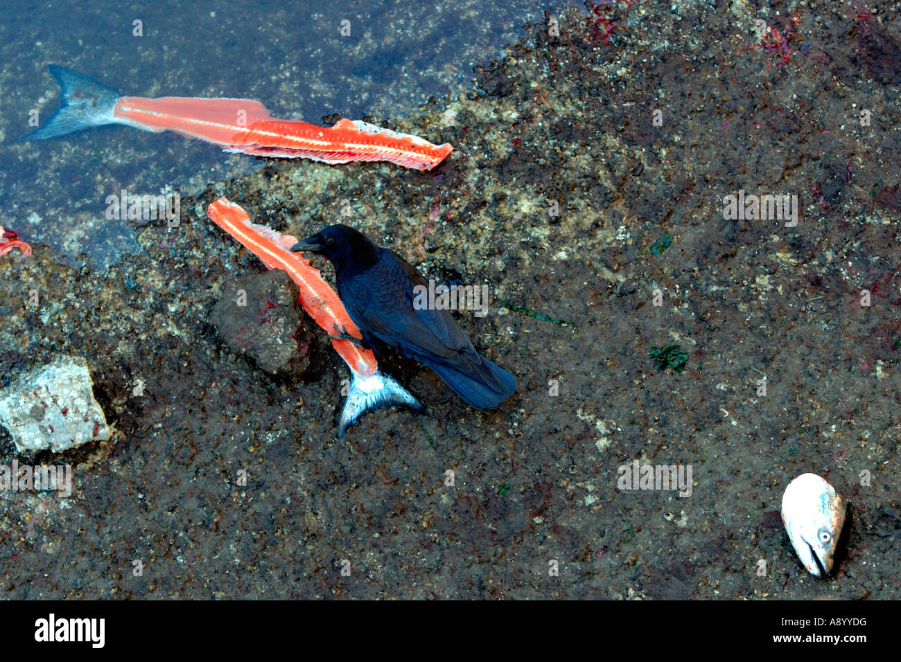 Crow picking fish leftovers at Victoria Inner Harbour Stock Photo - Alamy