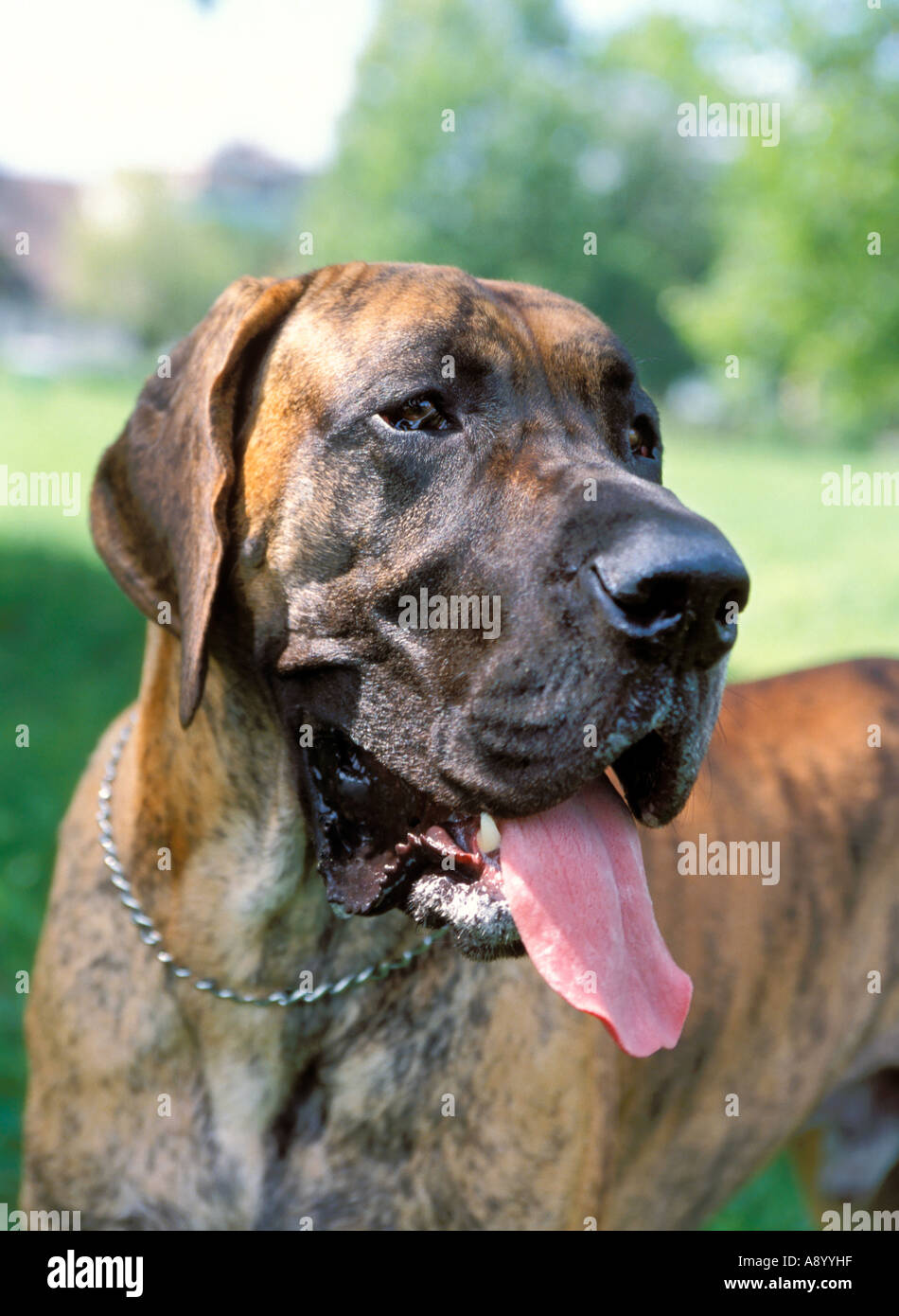 German Dogue dog Stock Photo - Alamy