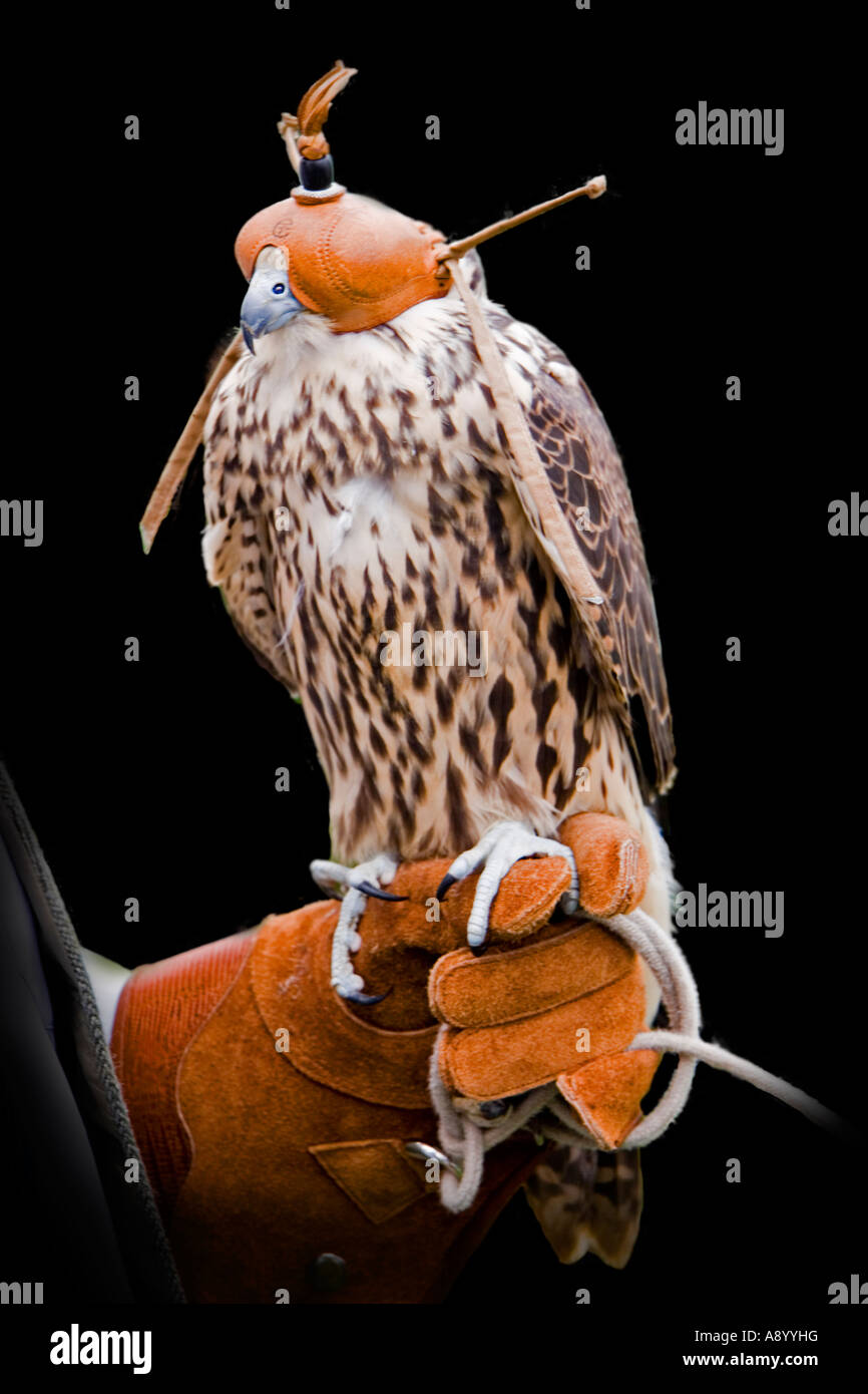 Peregrine falcon hood hi-res stock photography and images - Alamy