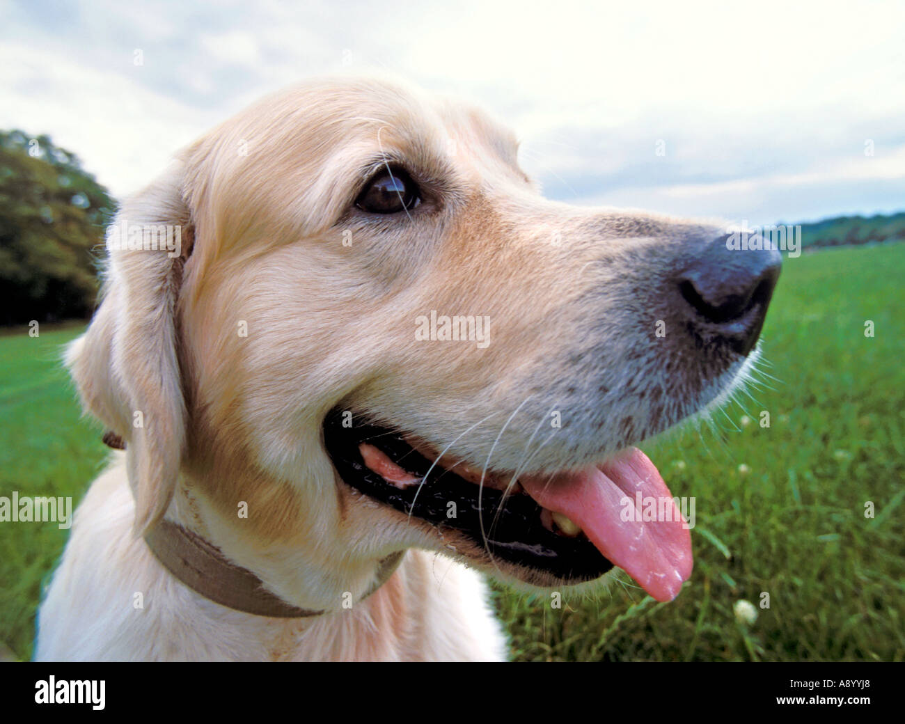 Golden Retriever dog portrait Stock Photo - Alamy