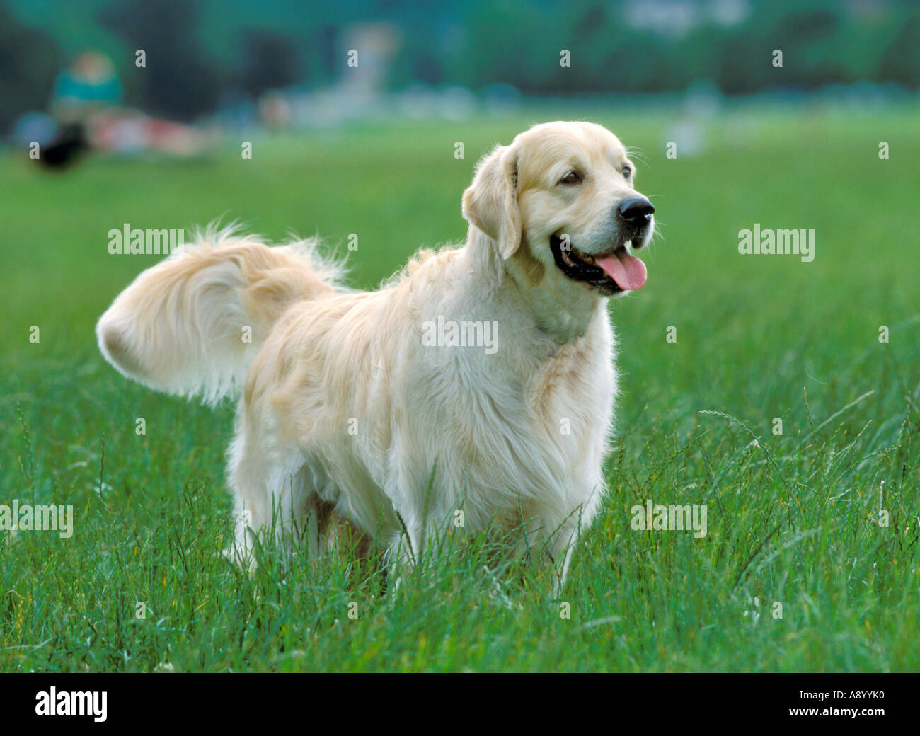 Golden Retriever dog standing Stock Photo - Alamy