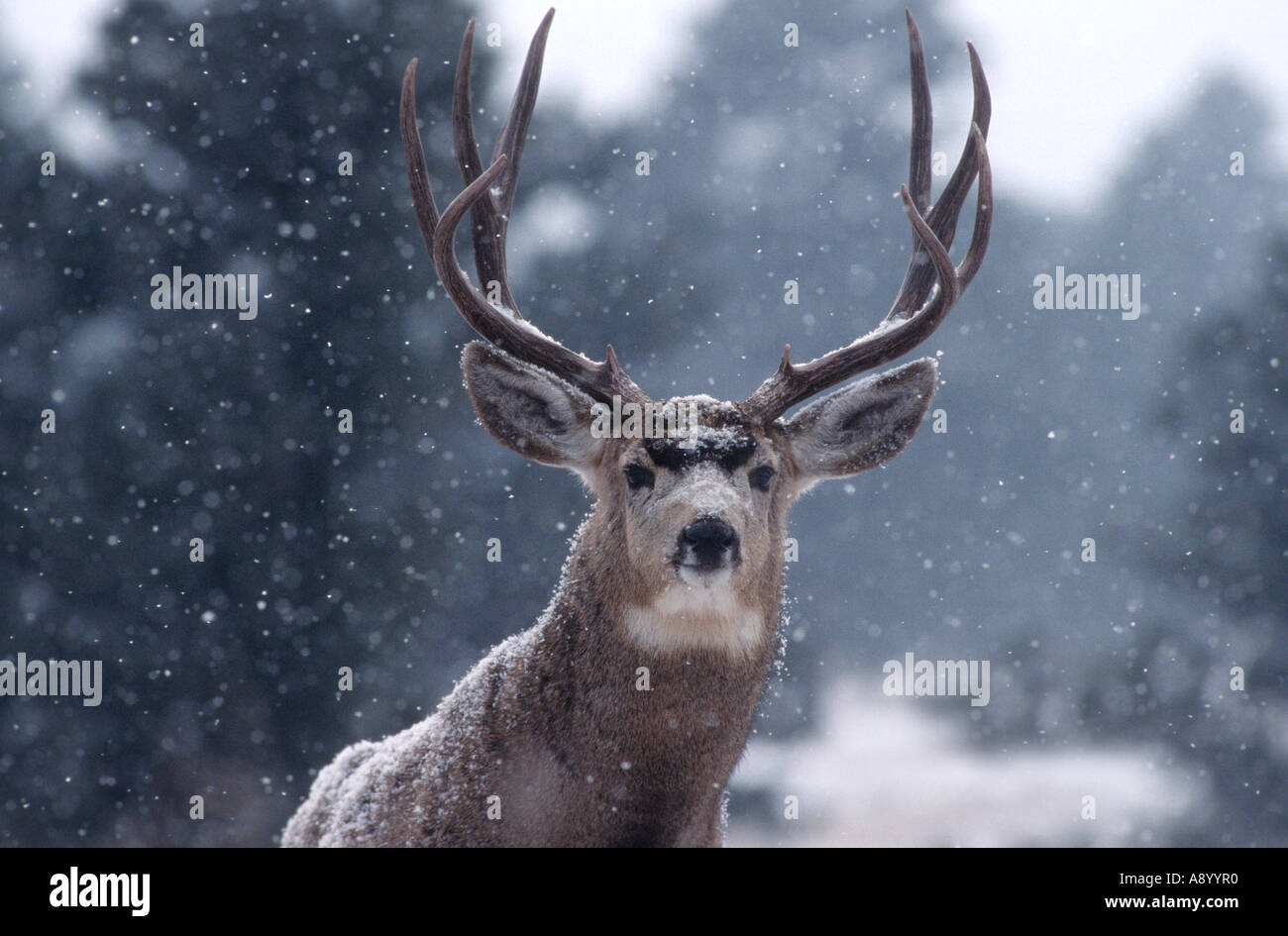 Portrait of alert mule deer buck in Colorado Stock Photo - Alamy