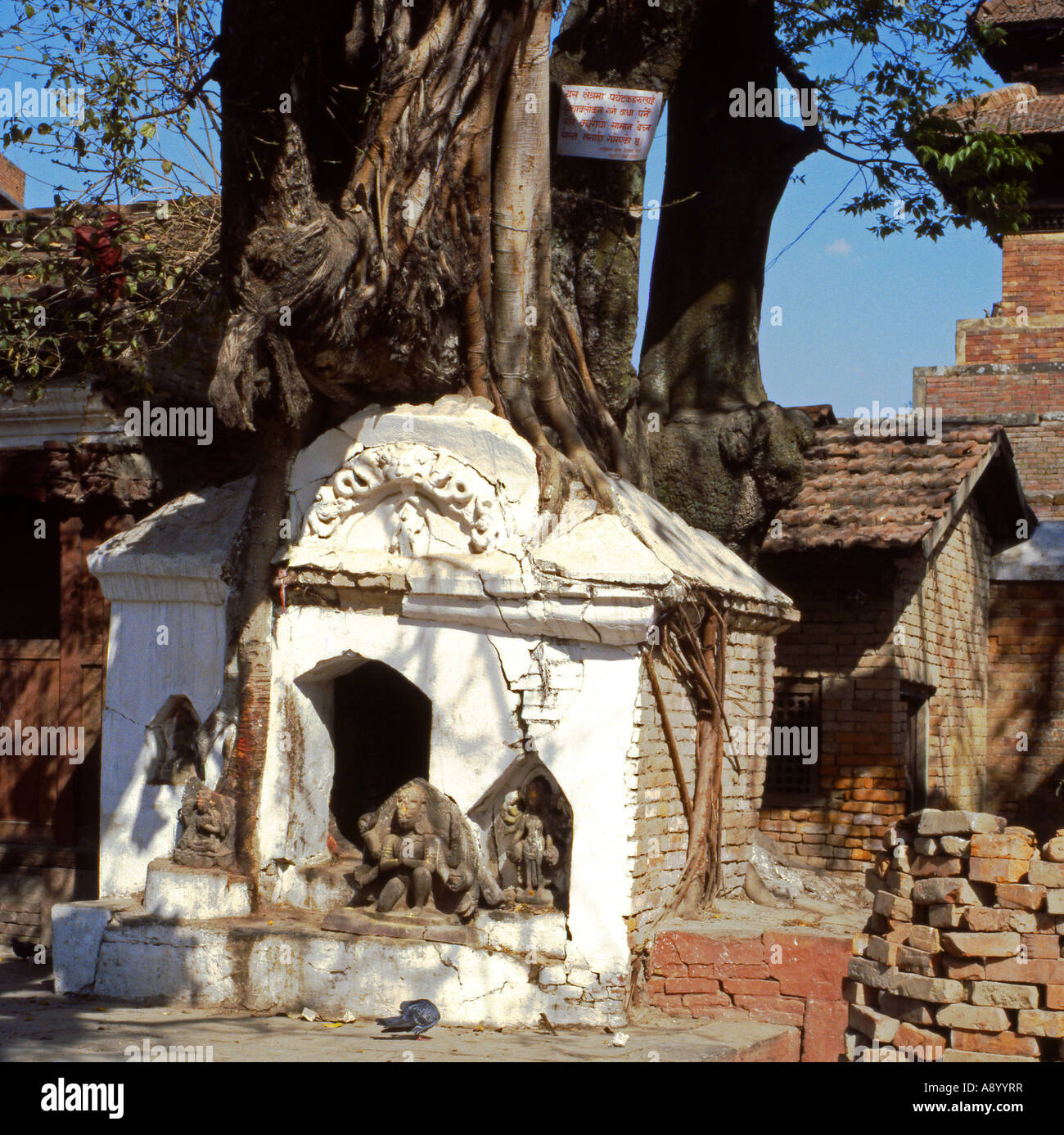 Tree which has grown into and broken a Shrine in Kathmandu Nepal Stock ...