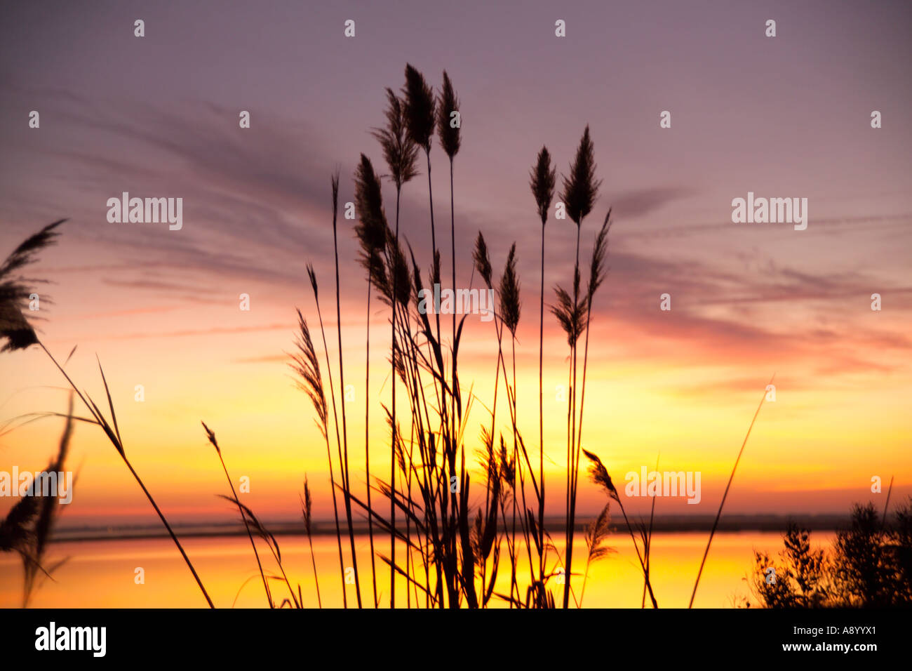 Invasive phragmites reeds hi-res stock photography and images - Alamy