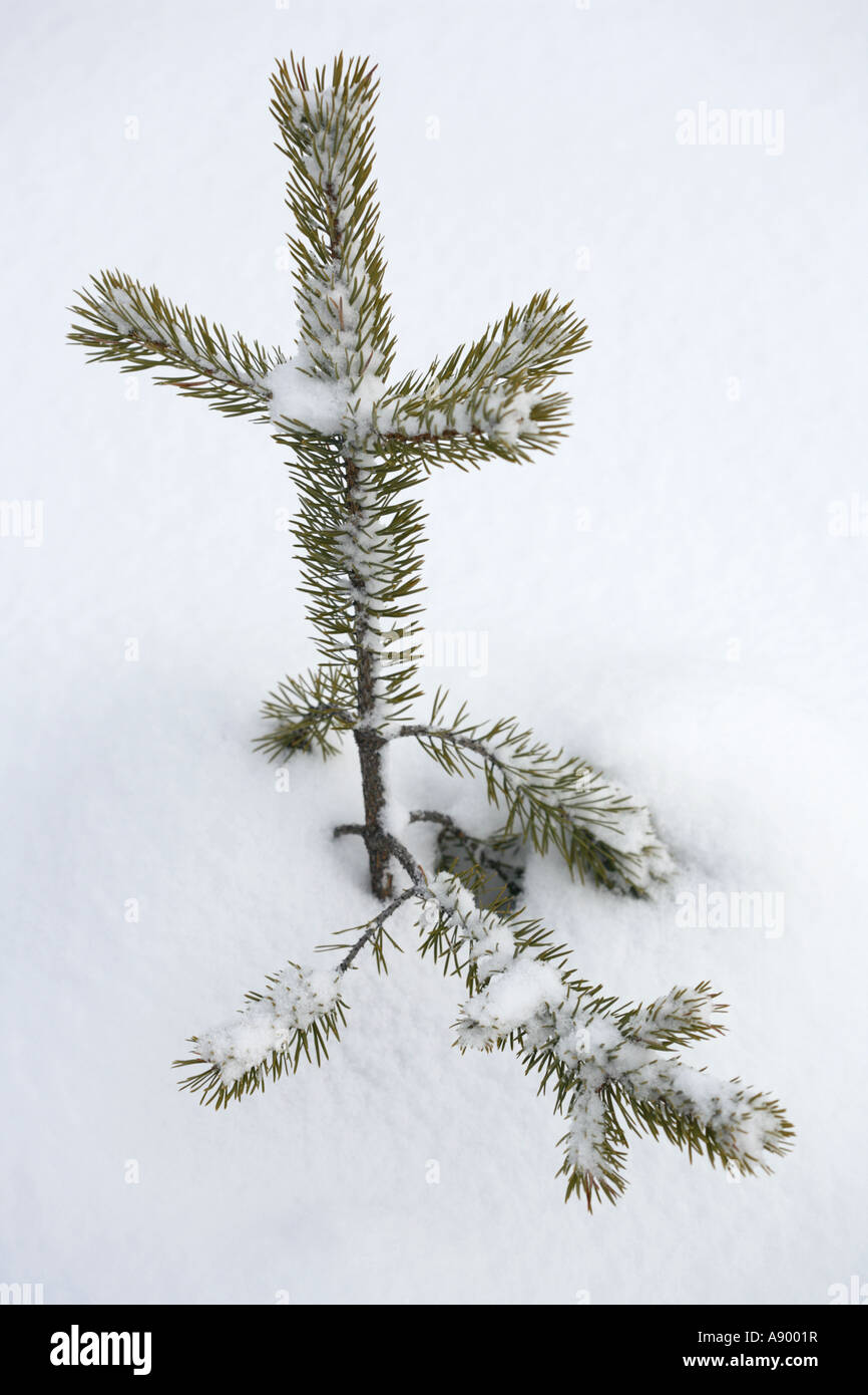 Baby pine tree in Lapland's Arctic nature Stock Photo - Alamy