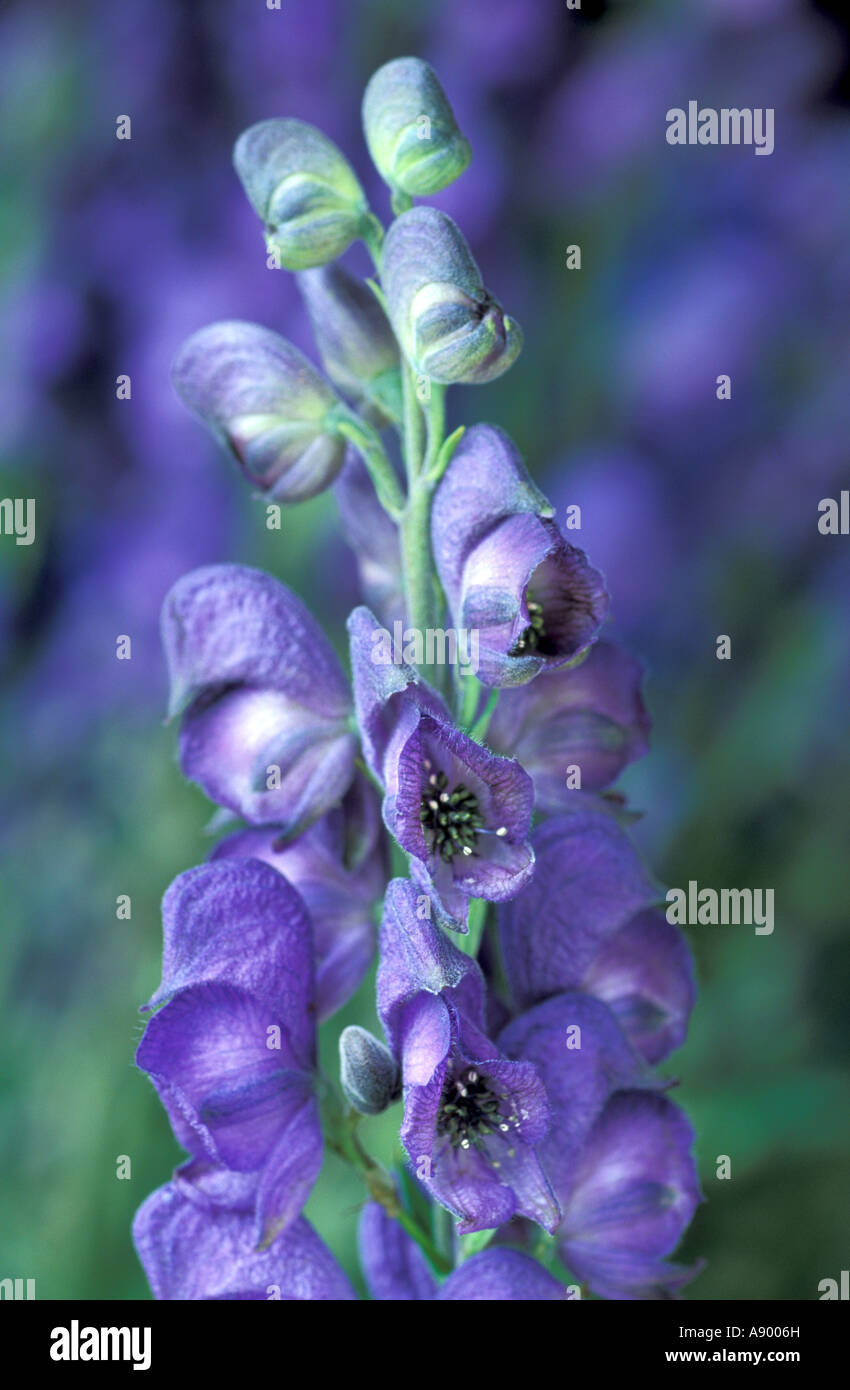 Wolfsbane flower spike hi-res stock photography and images - Alamy