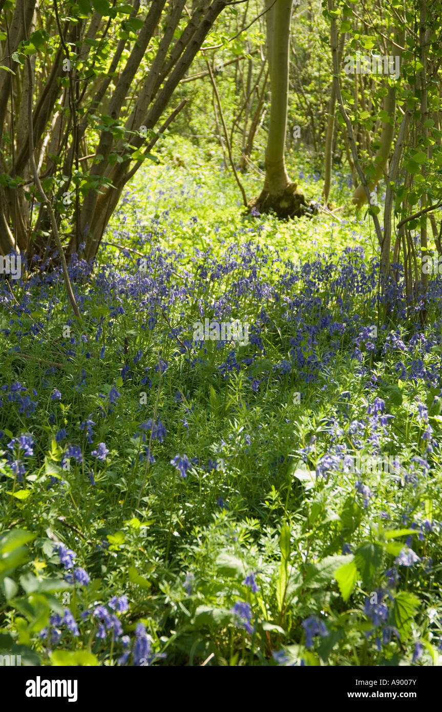 Bluebells in spring in wood Stock Photo - Alamy