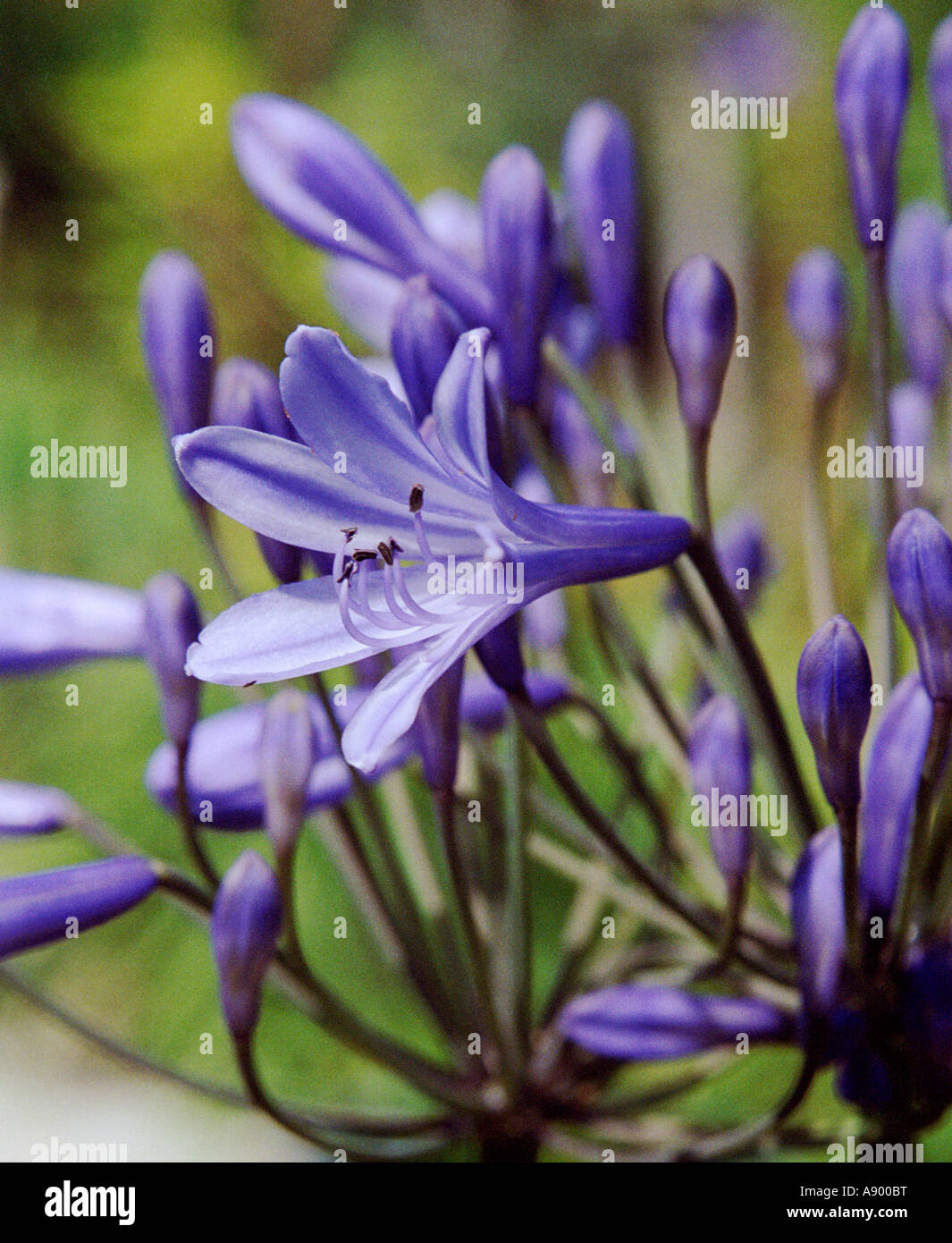 Agapanthus, three quarters view Stock Photo - Alamy