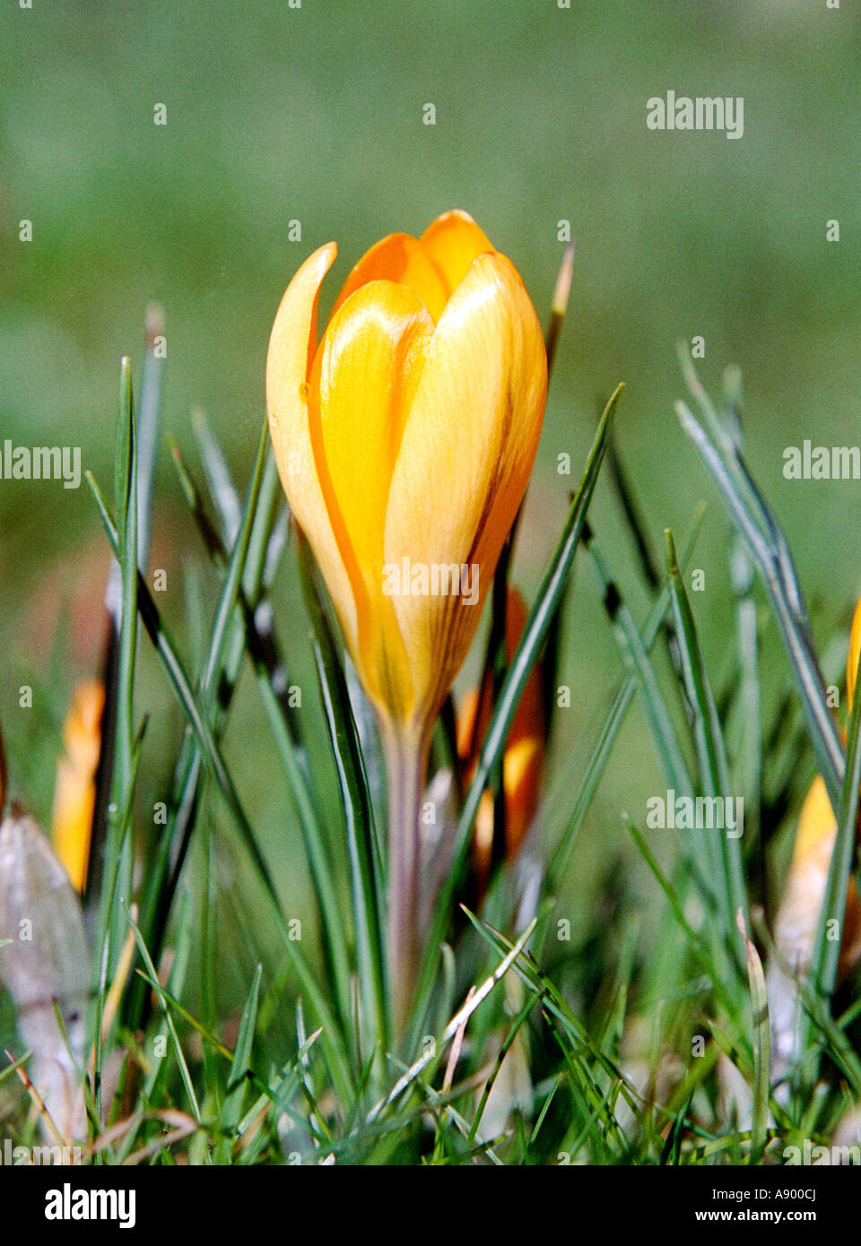 Crocus, yellow, side view Stock Photo - Alamy