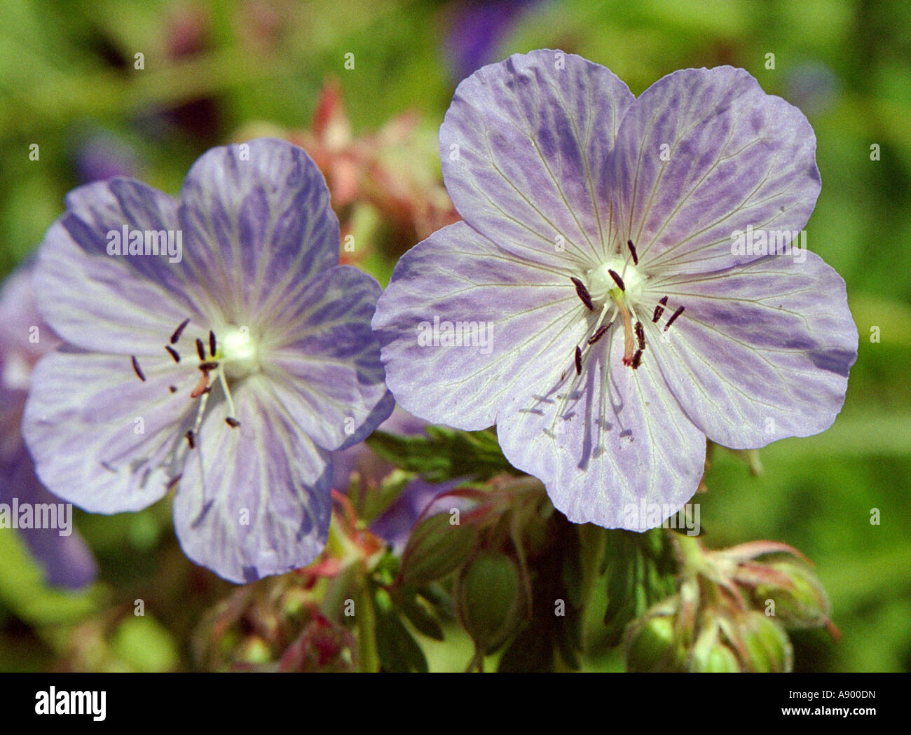Geraniaceae, Geranium pratense 'Mrs Kendall Clark', two blooms Stock ...