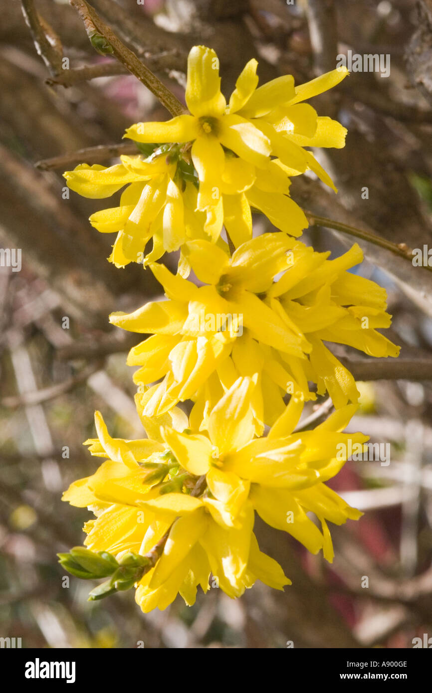 Kerria flowers hi-res stock photography and images - Alamy