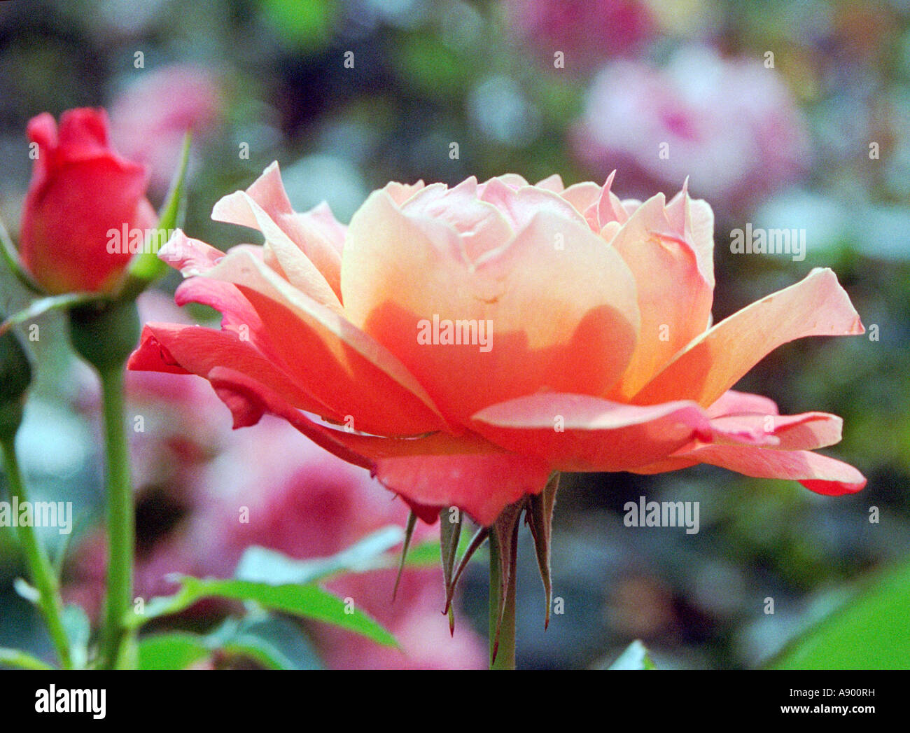 Peach rambling rose hi-res stock photography and images - Alamy