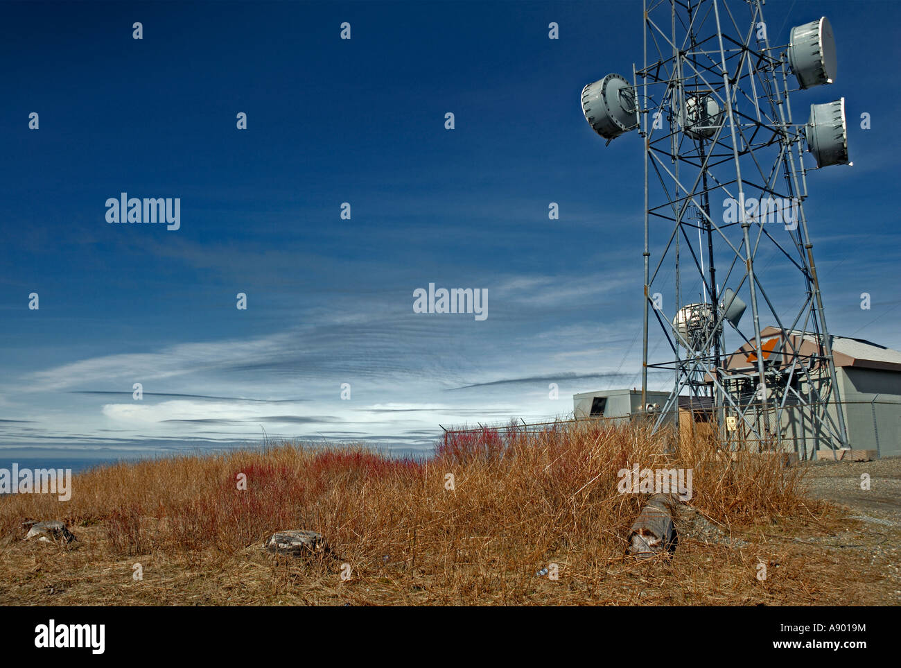 Cell Phone Tower, Capitol Forest, Washington State, USA Stock Photo - Alamy