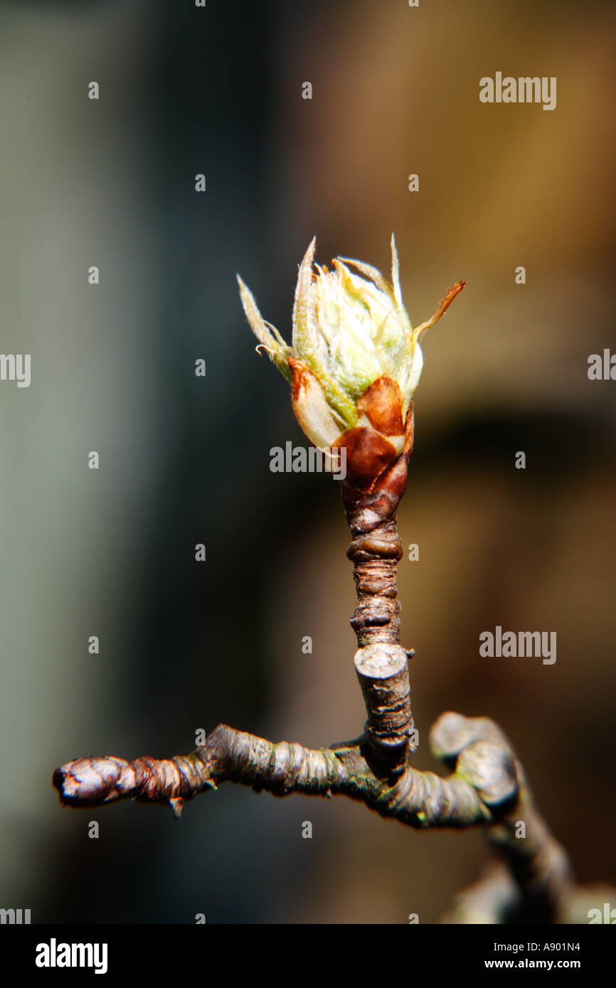 Conference Pear Tree Bud Stock Photo - Alamy