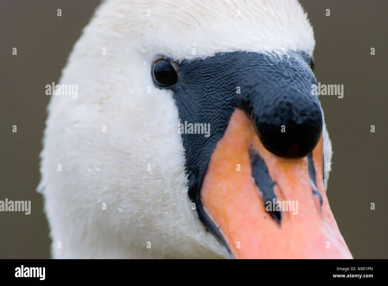 Swan nose hi-res stock photography and images - Alamy