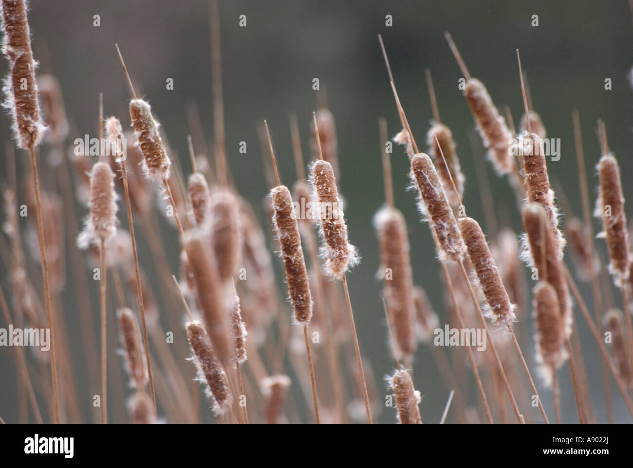 Moses bull hi-res stock photography and images - Alamy