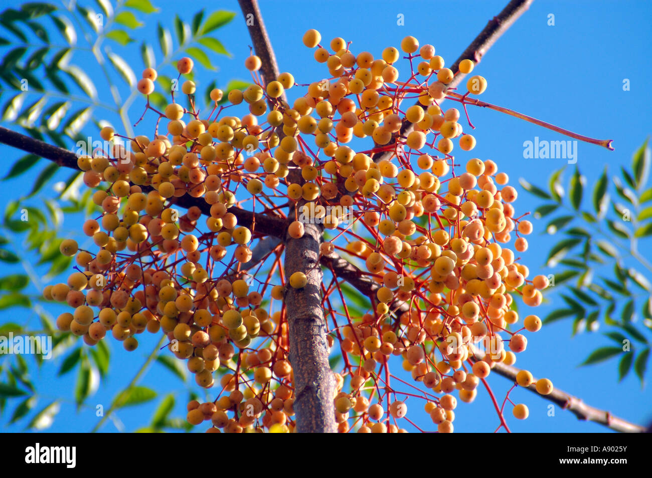 Sorb it hi-res stock photography and images - Alamy